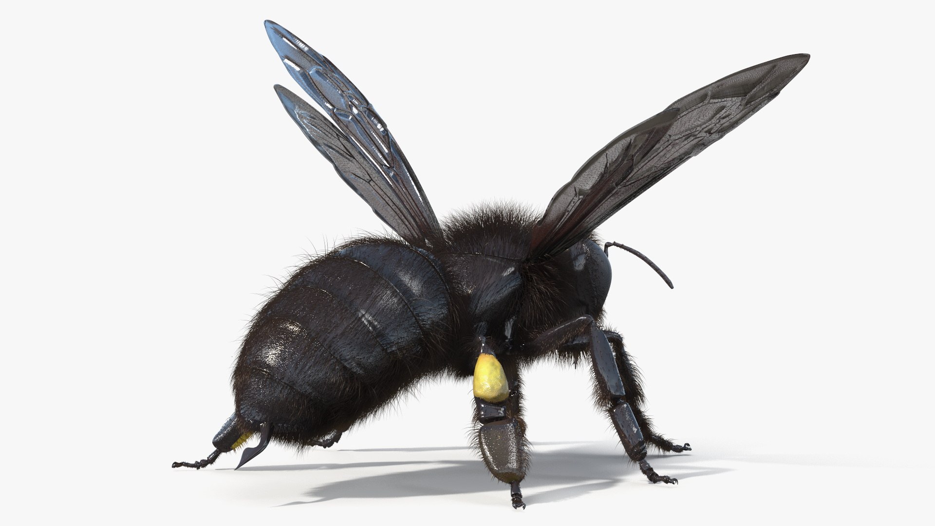 Black Bee Fur Model - TurboSquid 2459865