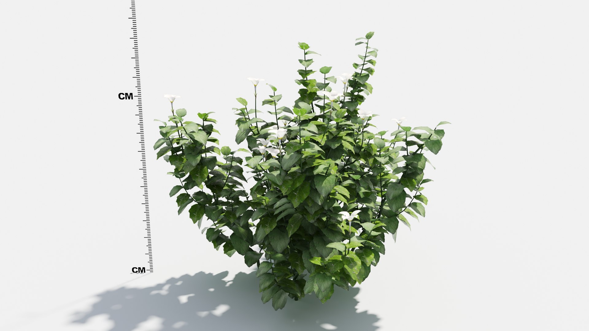 Isotoma Model - TurboSquid 1962852