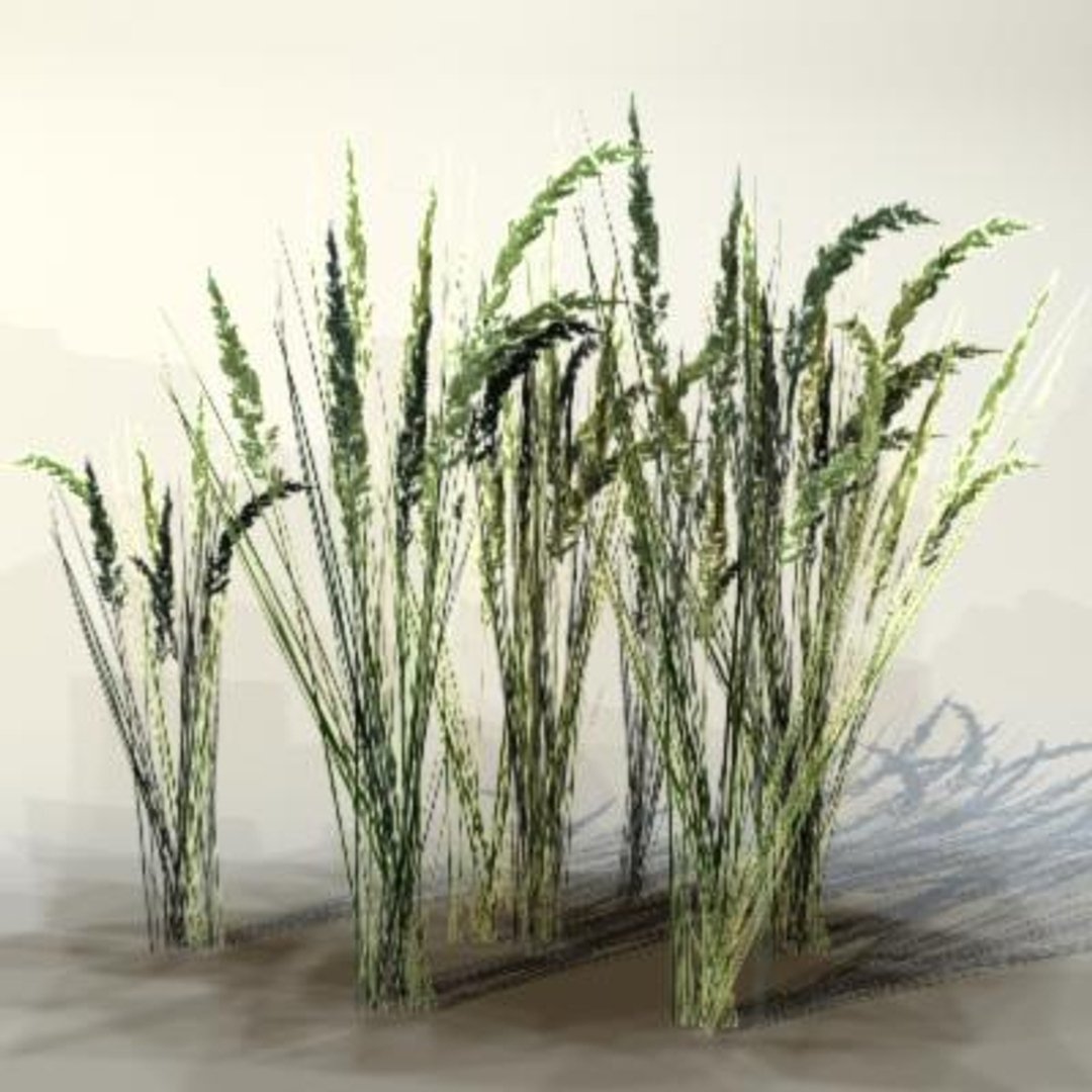 pc grass 3d max