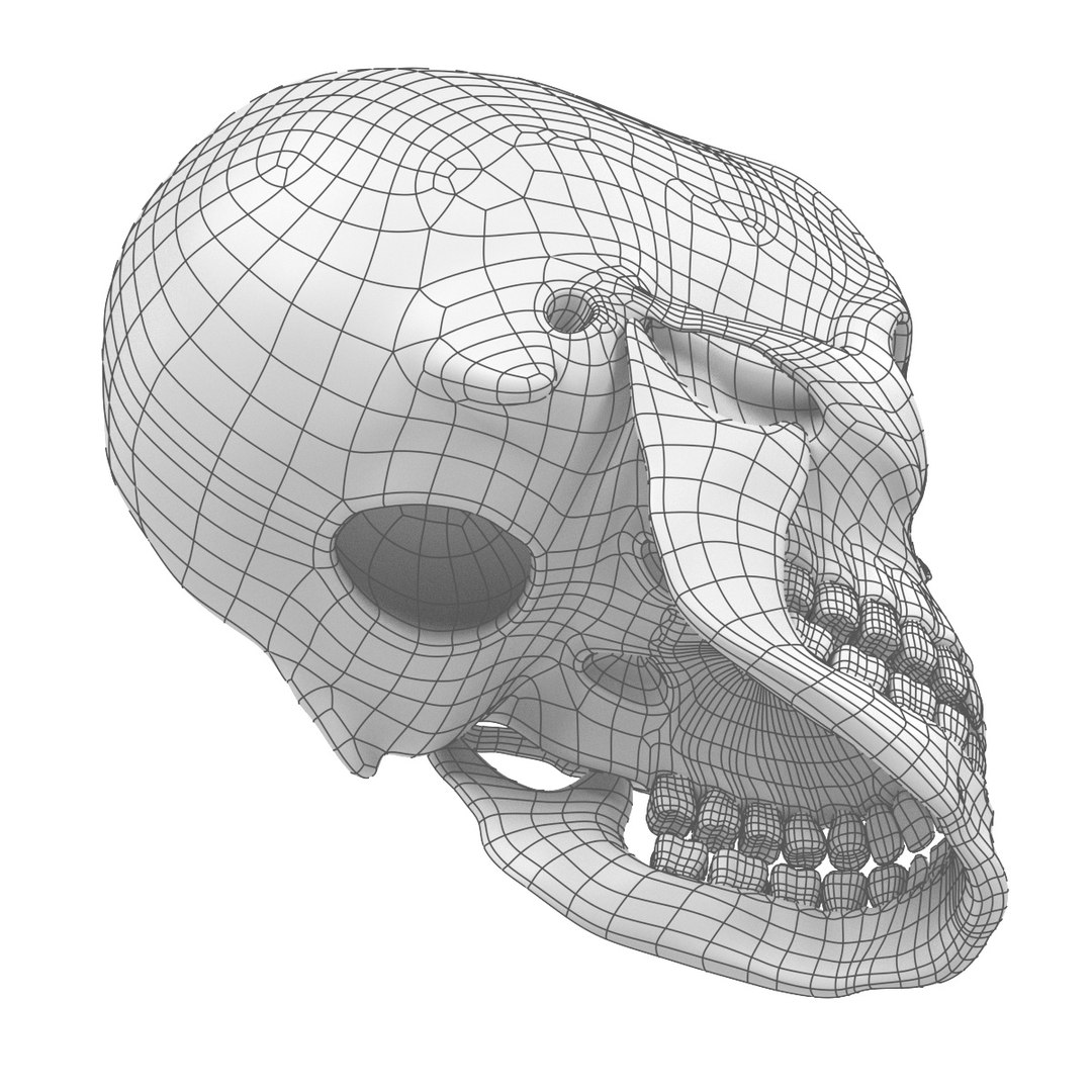 Female Skull 3d Model