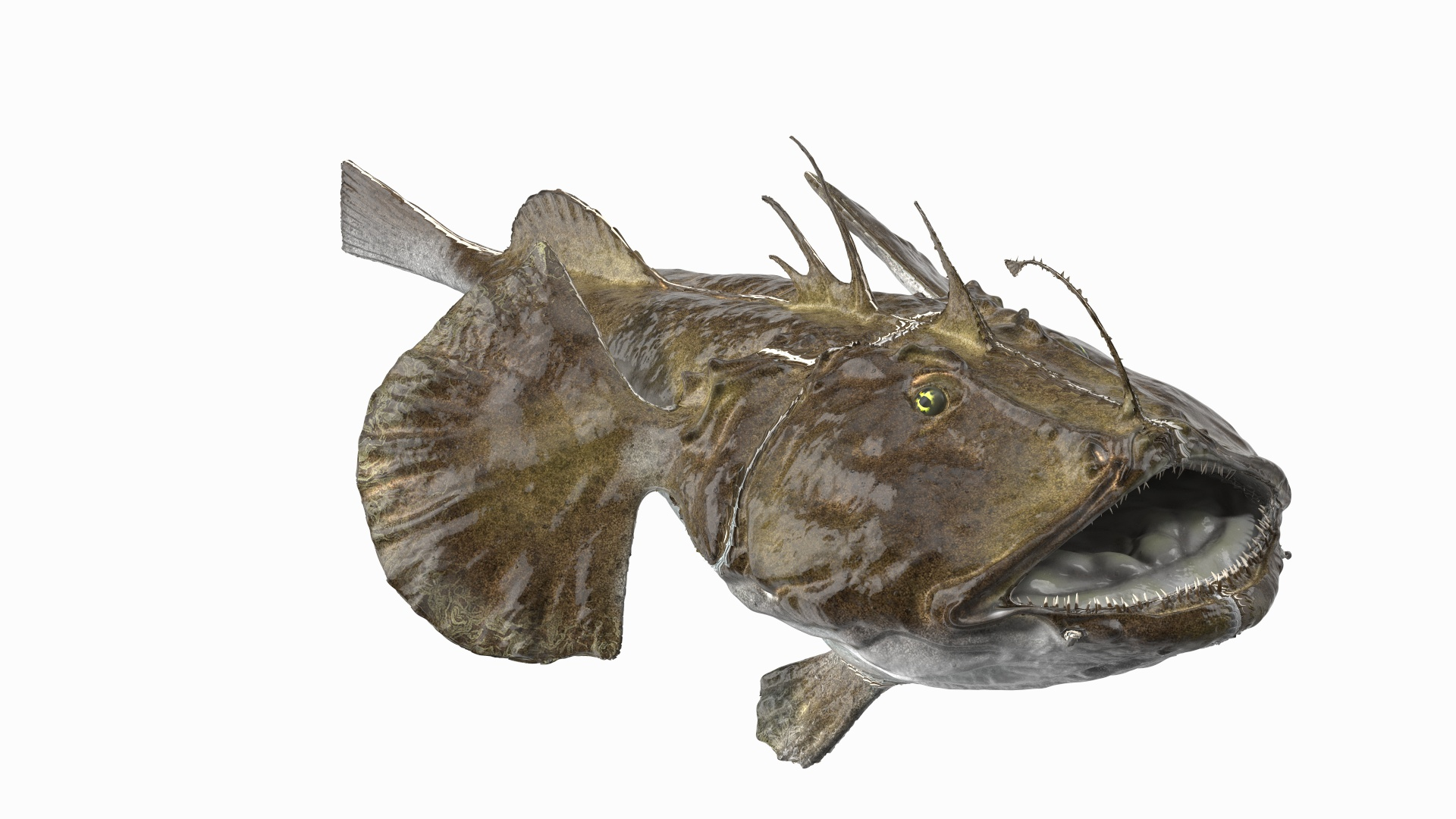 Lophius Piscatorius Model - TurboSquid 2228413