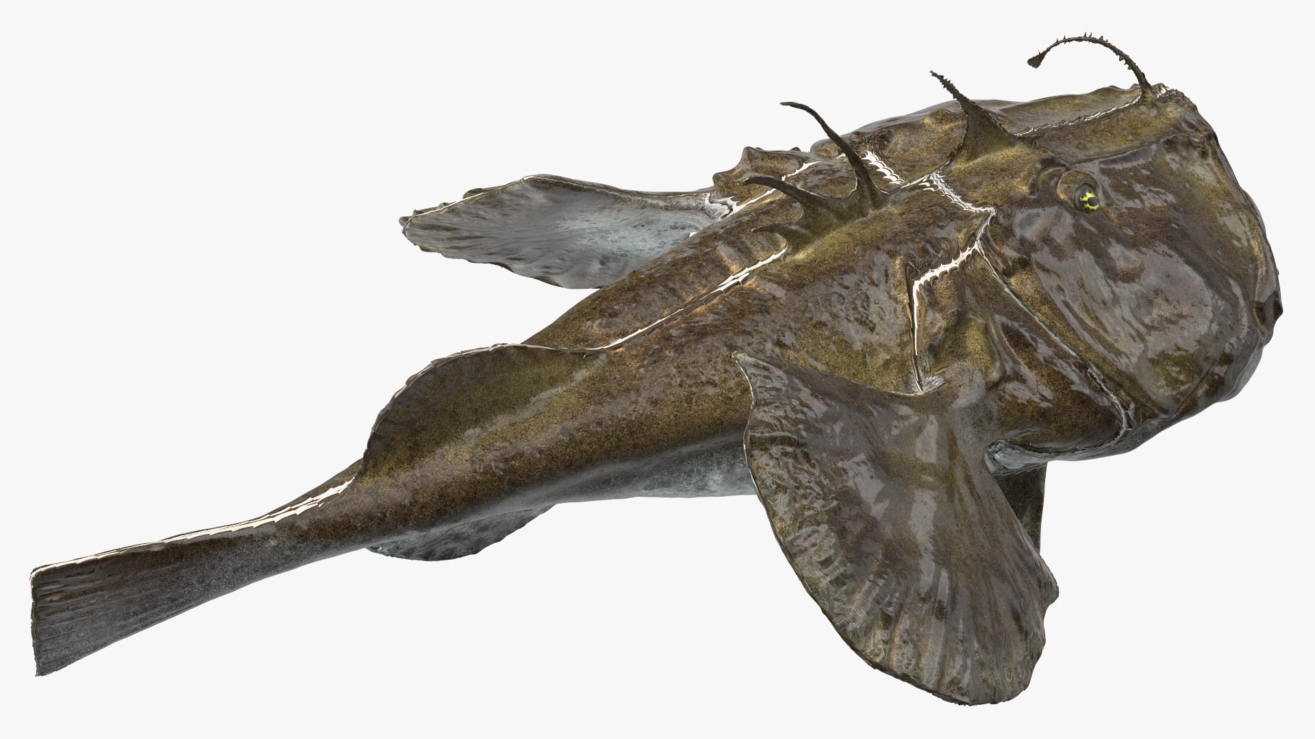 Lophius Piscatorius Model - TurboSquid 2228413