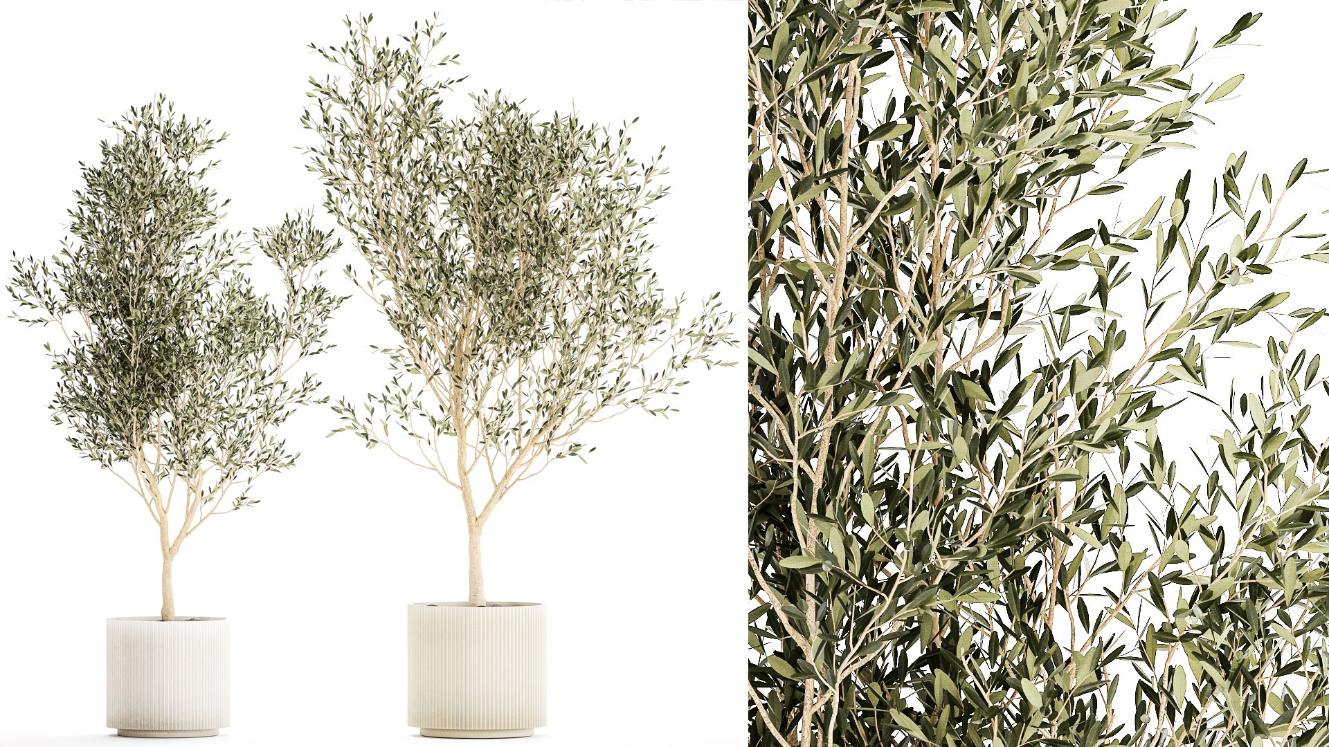 Beautiful Olive Elaeagnus Trees In Flower Pot For Interior 1227 3D - TurboSquid 2041667