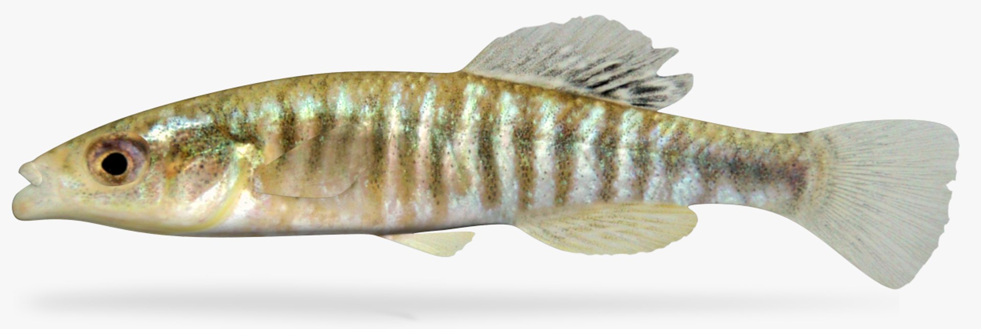 3D Western Banded Killifish Model - TurboSquid 1201977
