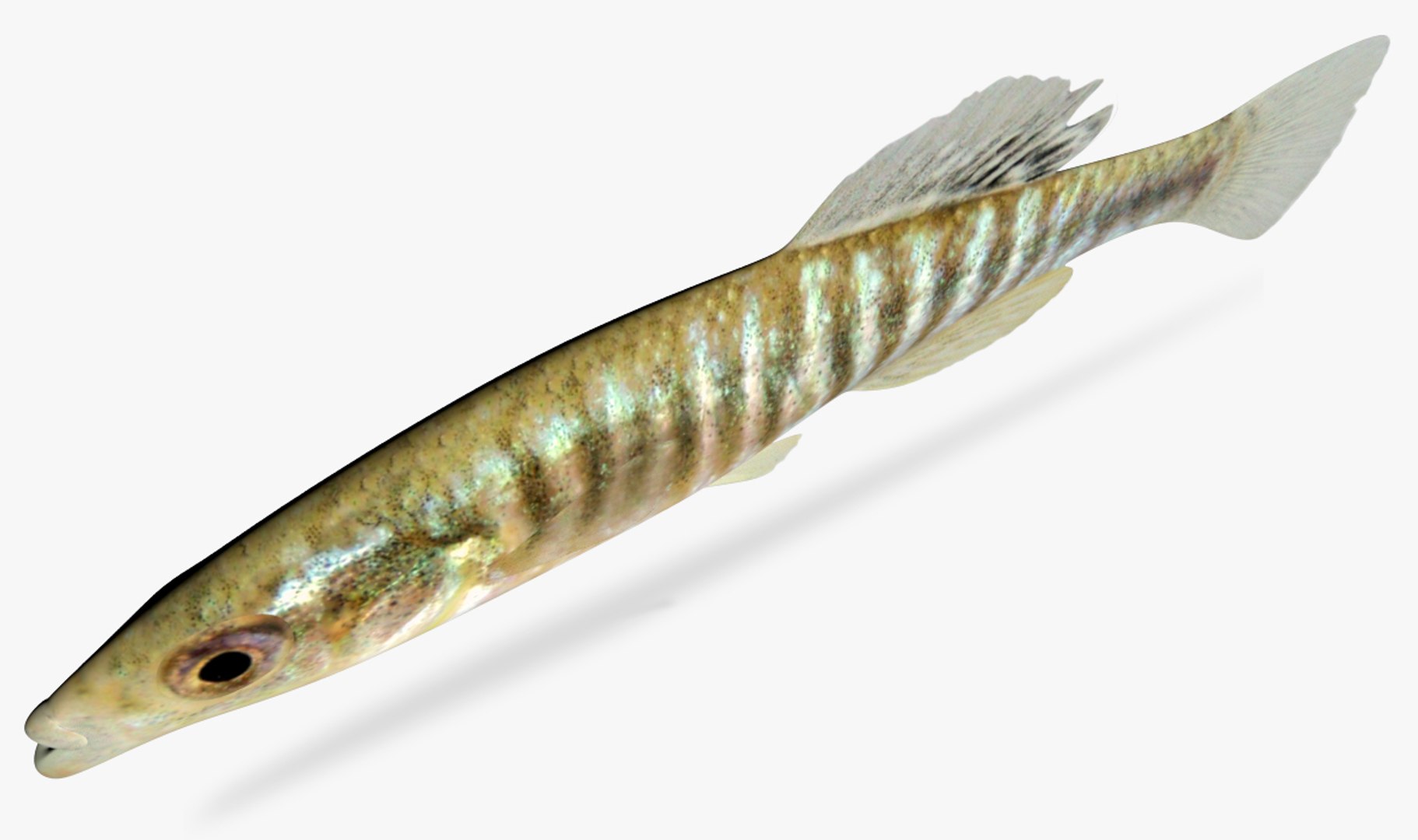 3D Western Banded Killifish Model - TurboSquid 1201977