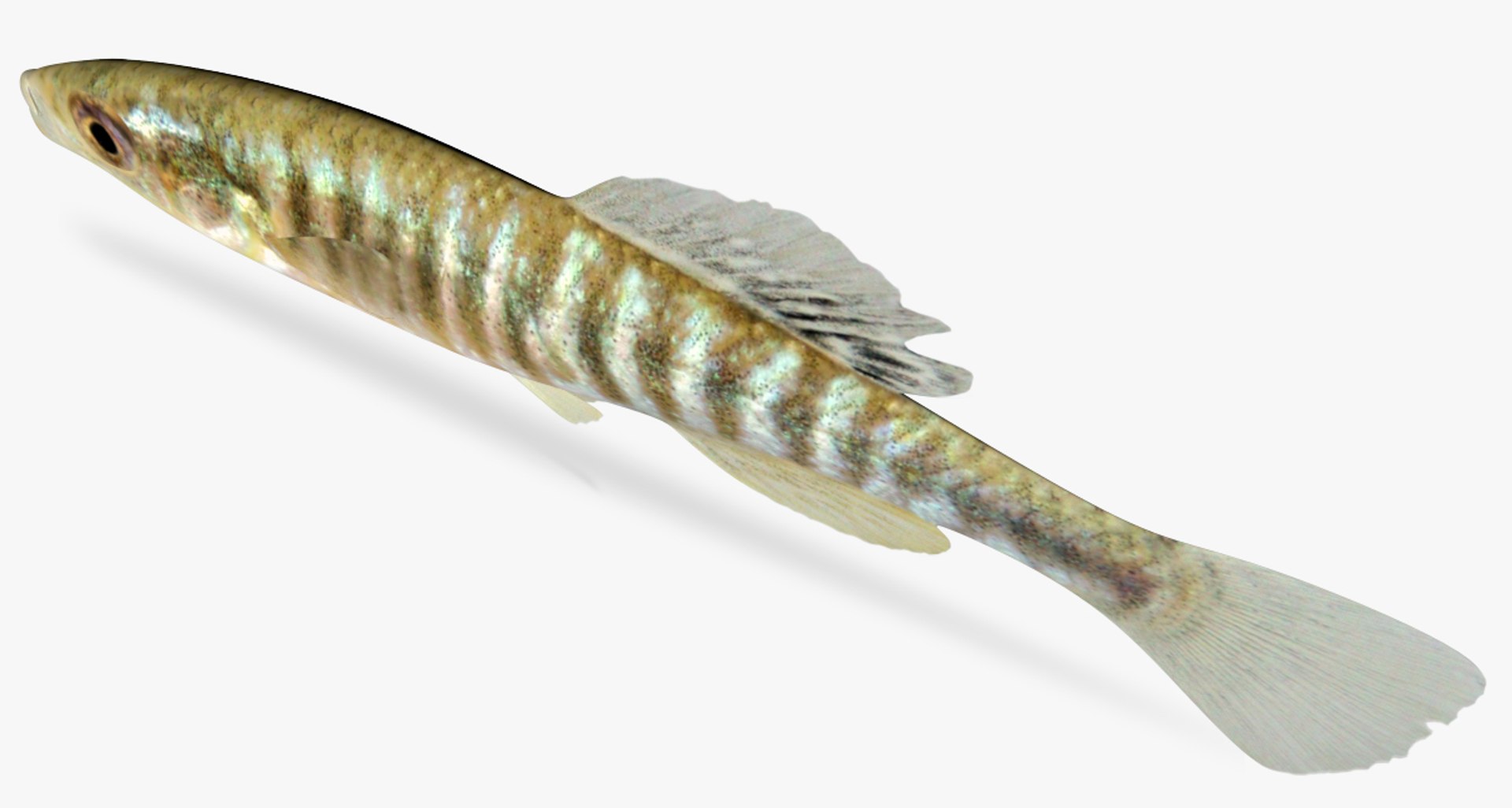 3D Western Banded Killifish Model - TurboSquid 1201977