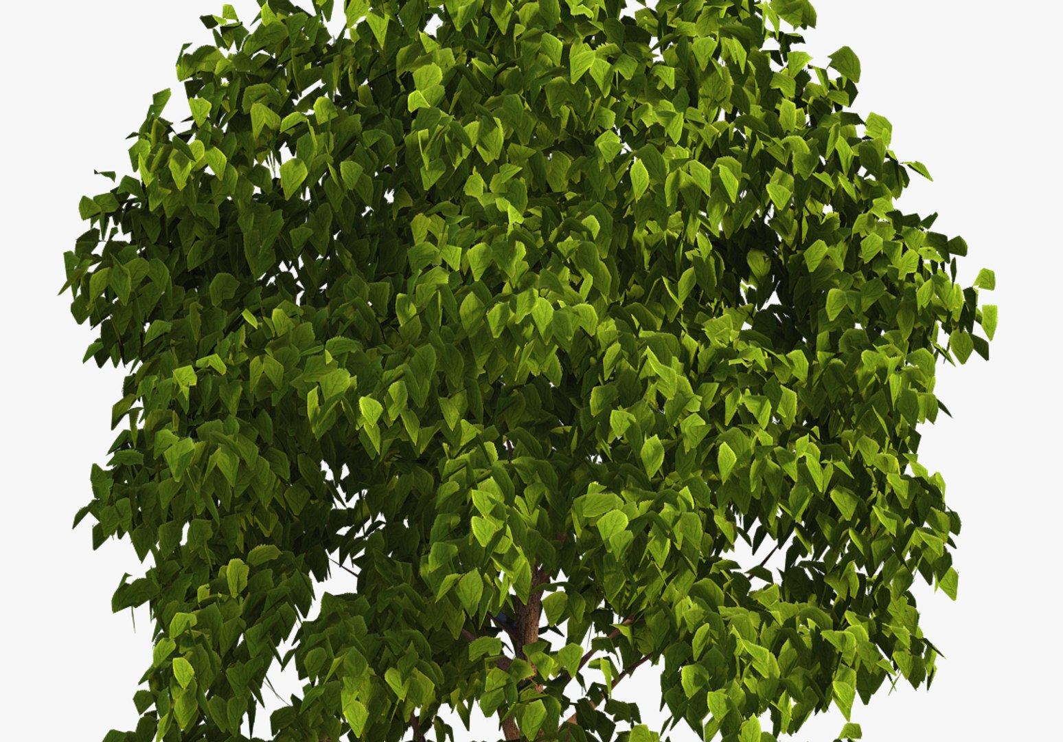 Tree Model - TurboSquid 1379215