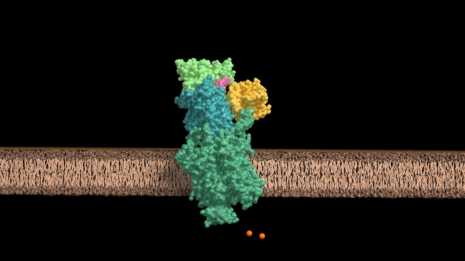 3D Model Cell Membrane - Animated Calcium Pump - TurboSquid 2293826