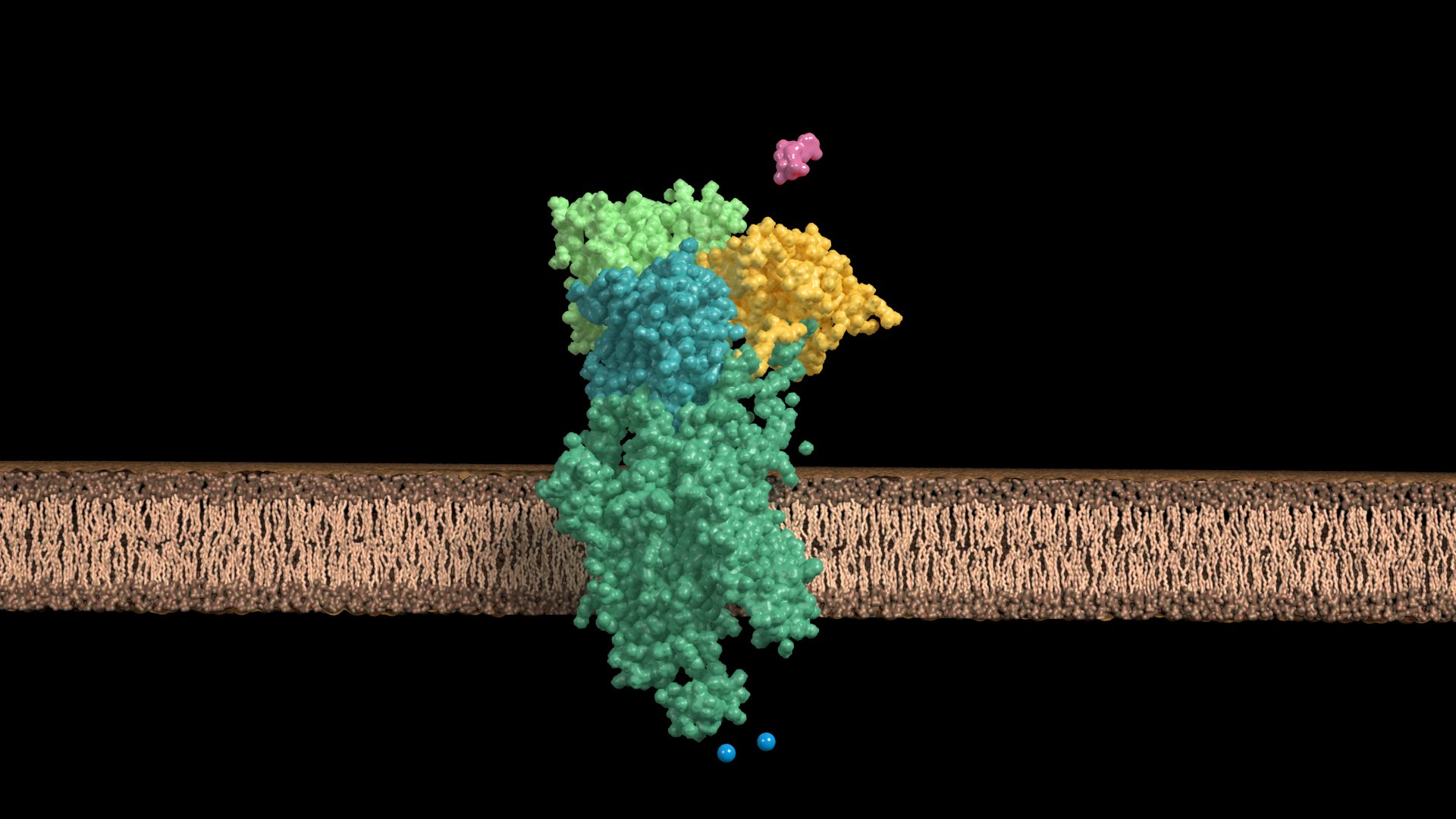 3D Model Cell Membrane - Animated Calcium Pump - TurboSquid 2293826