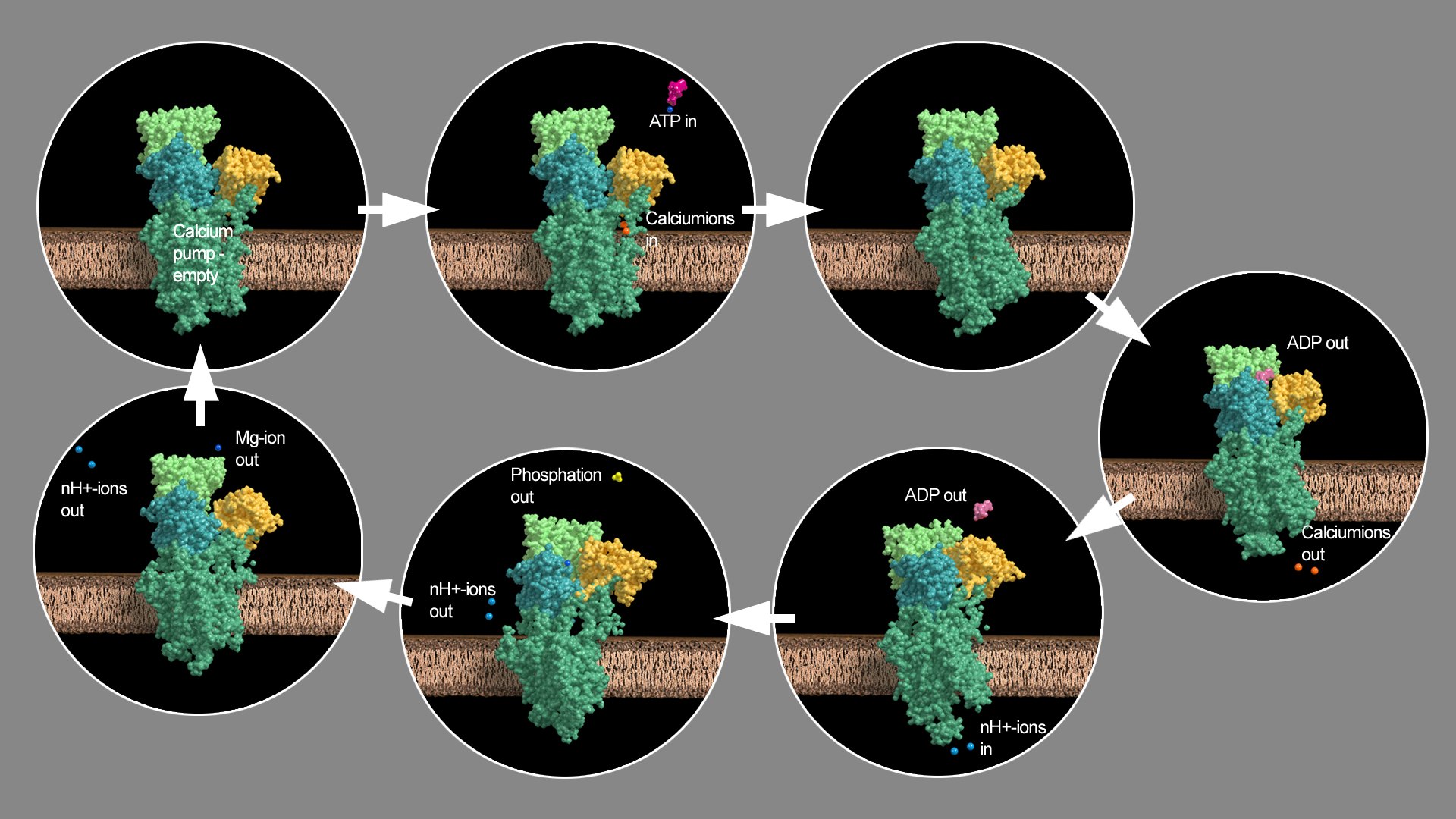 3D Model Cell Membrane - Animated Calcium Pump - TurboSquid 2293826