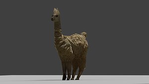 Free 3D Llama Models - Available For Download On TurboSquid