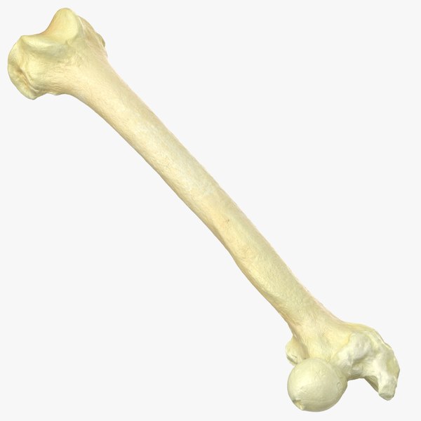 3D Pavian Monkey Male Talus Bone 01 RAW Scan model - TurboSquid 1715476