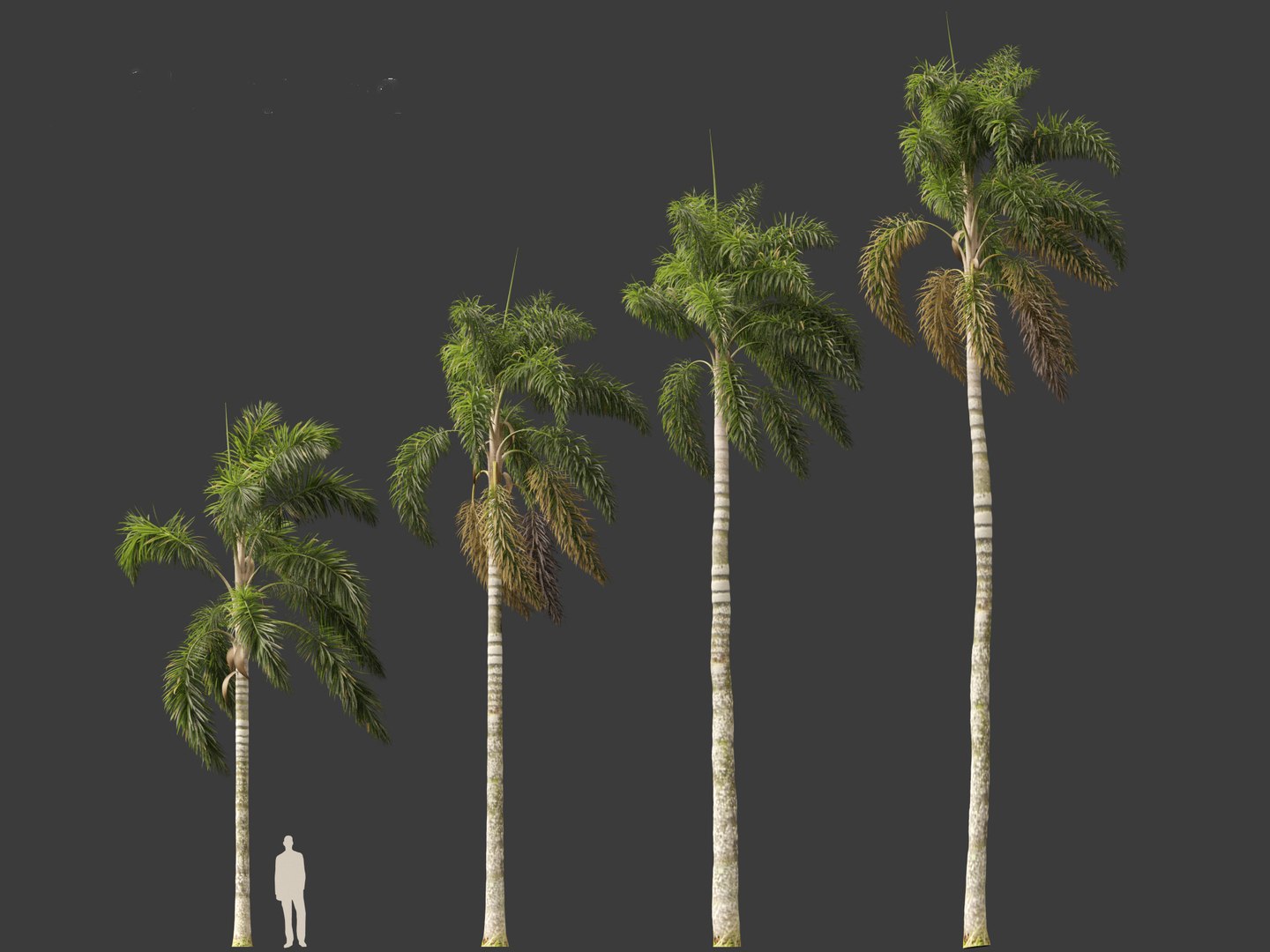 Syagrus Sancona - Columbian Foxtail Palm 02 3D Model - TurboSquid 2123608