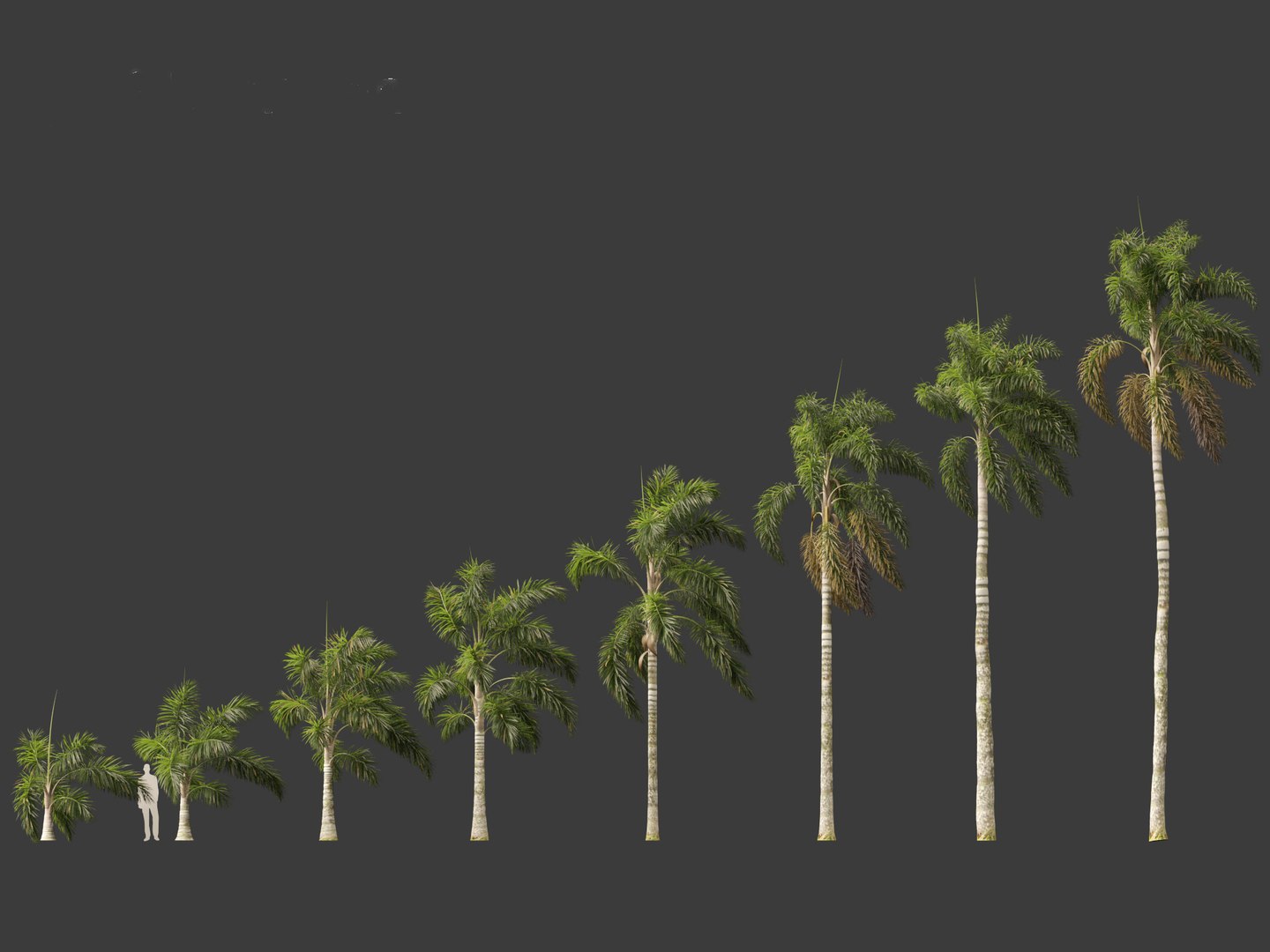 Syagrus Sancona - Columbian Foxtail Palm 02 3D Model - TurboSquid 2123608