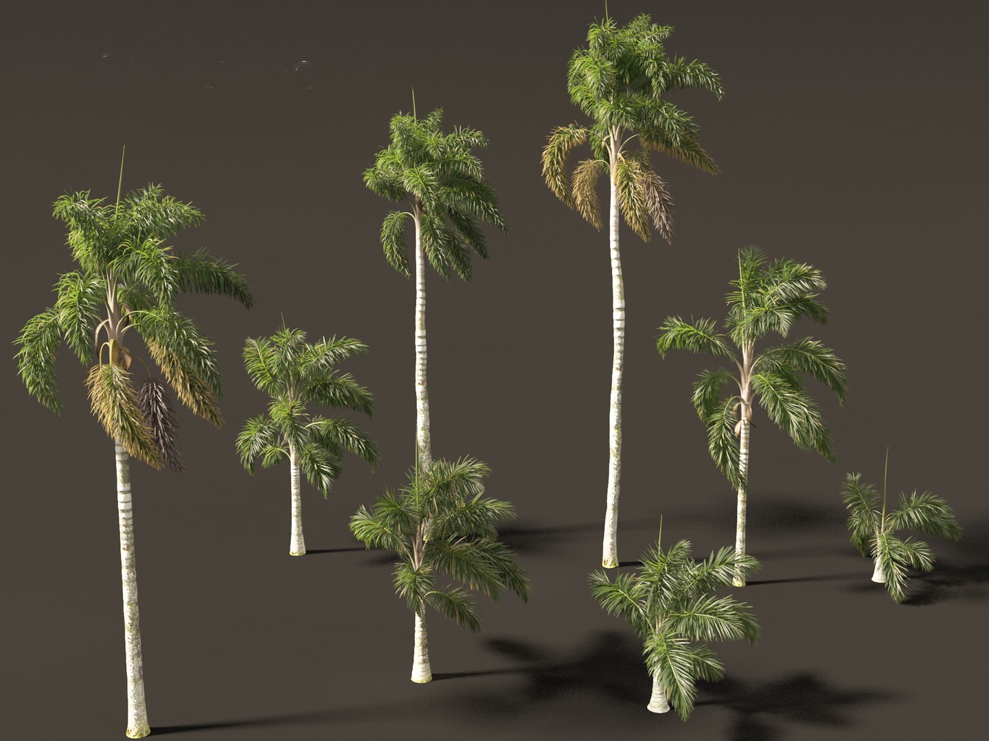 Syagrus Sancona - Columbian Foxtail Palm 02 3D Model - TurboSquid 2123608