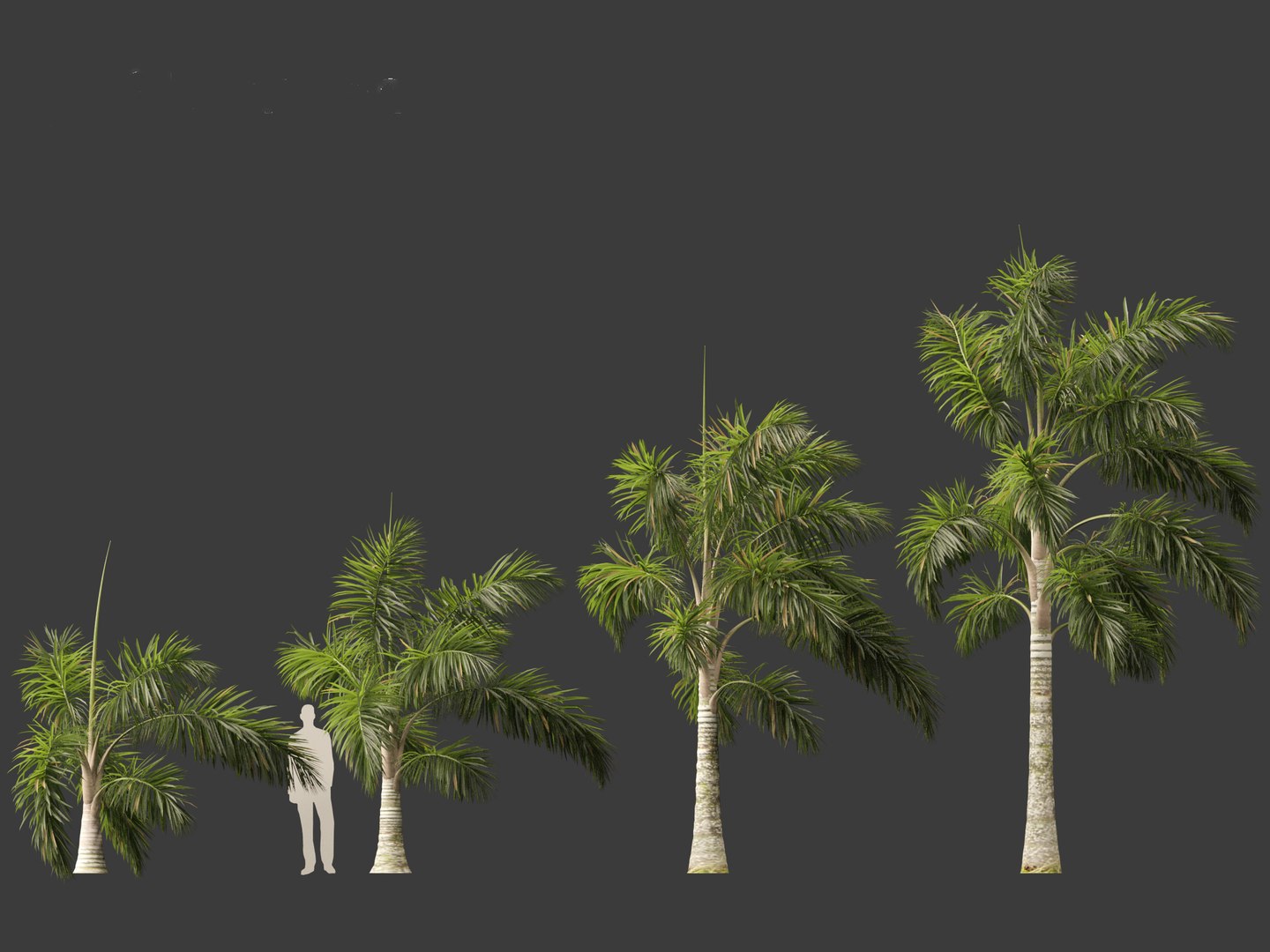Syagrus Sancona - Columbian Foxtail Palm 02 3D Model - TurboSquid 2123608