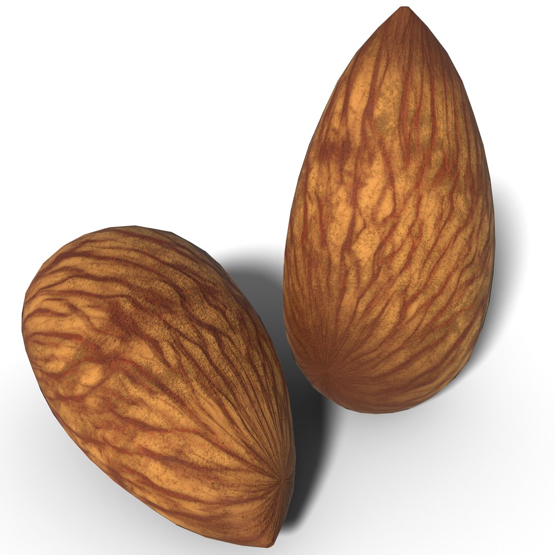 Almond 3D Model - TurboSquid 2095356