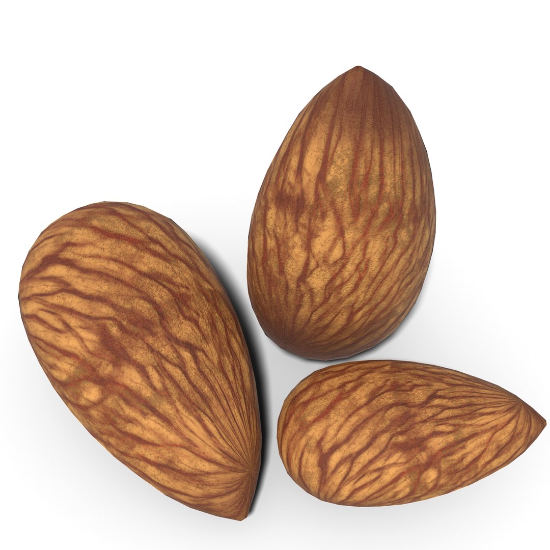 Almond 3D Model - TurboSquid 2095356