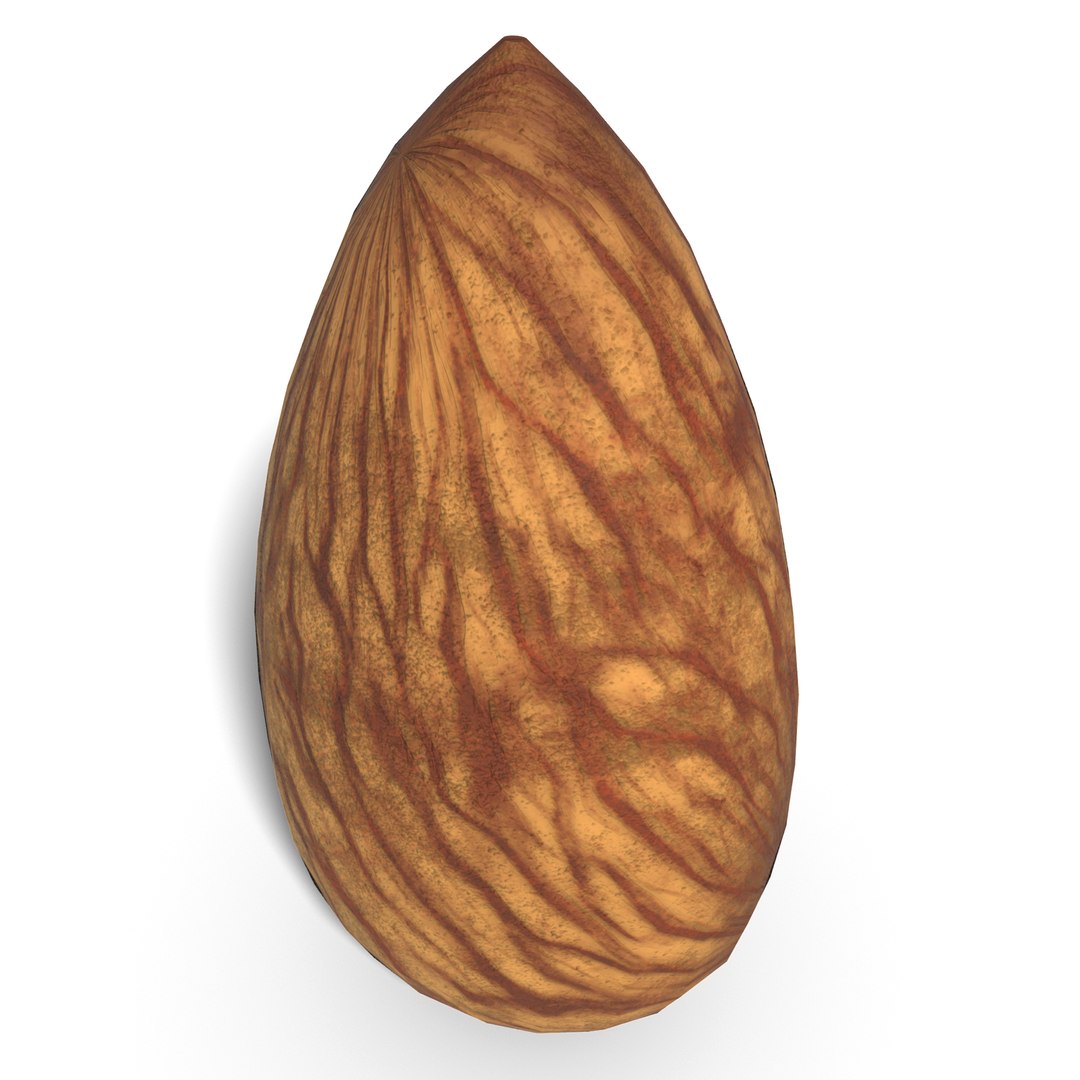Almond 3D Model - TurboSquid 2095356