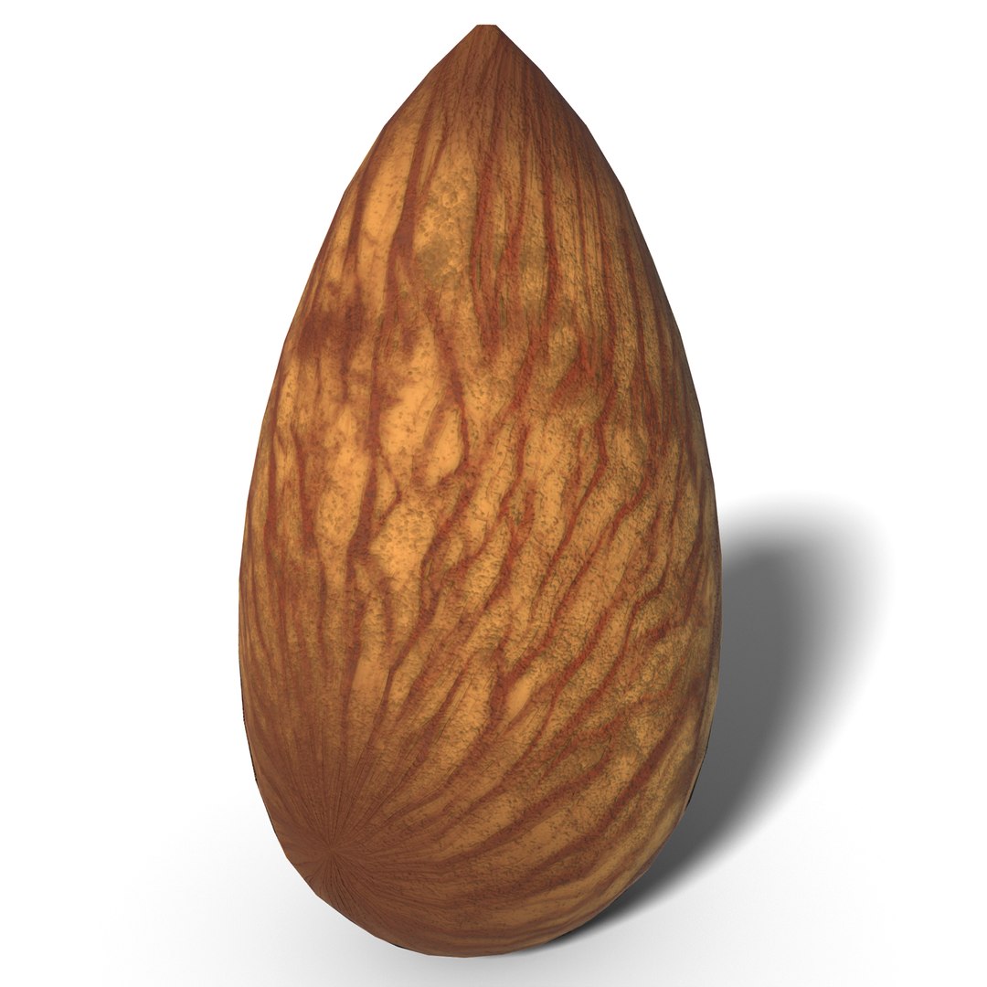 Almond 3D Model - TurboSquid 2095356