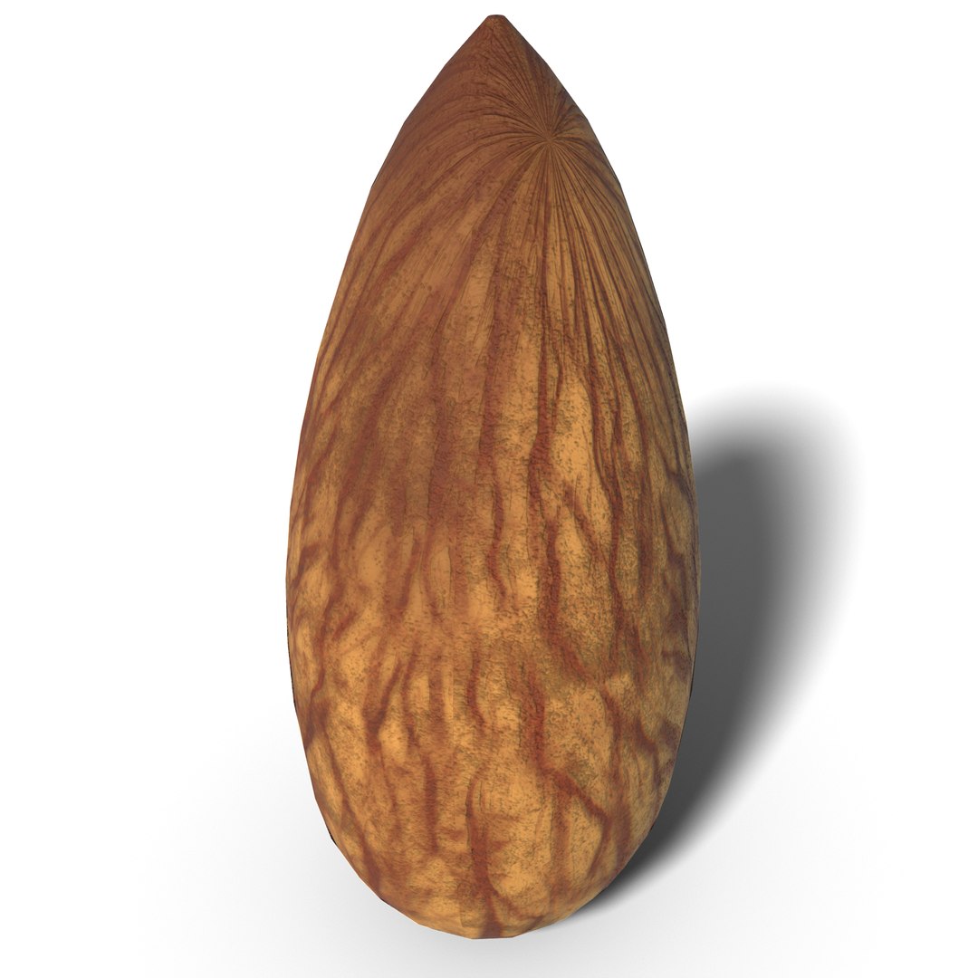 Almond 3D Model - TurboSquid 2095356