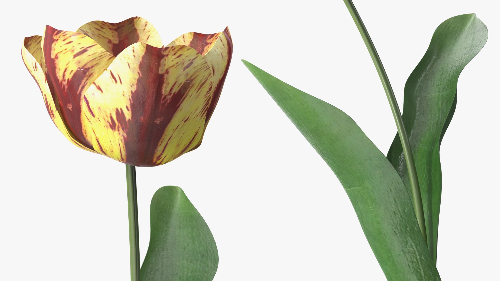 3D Blooming Banja Luka Tulip Flower - TurboSquid 2190257