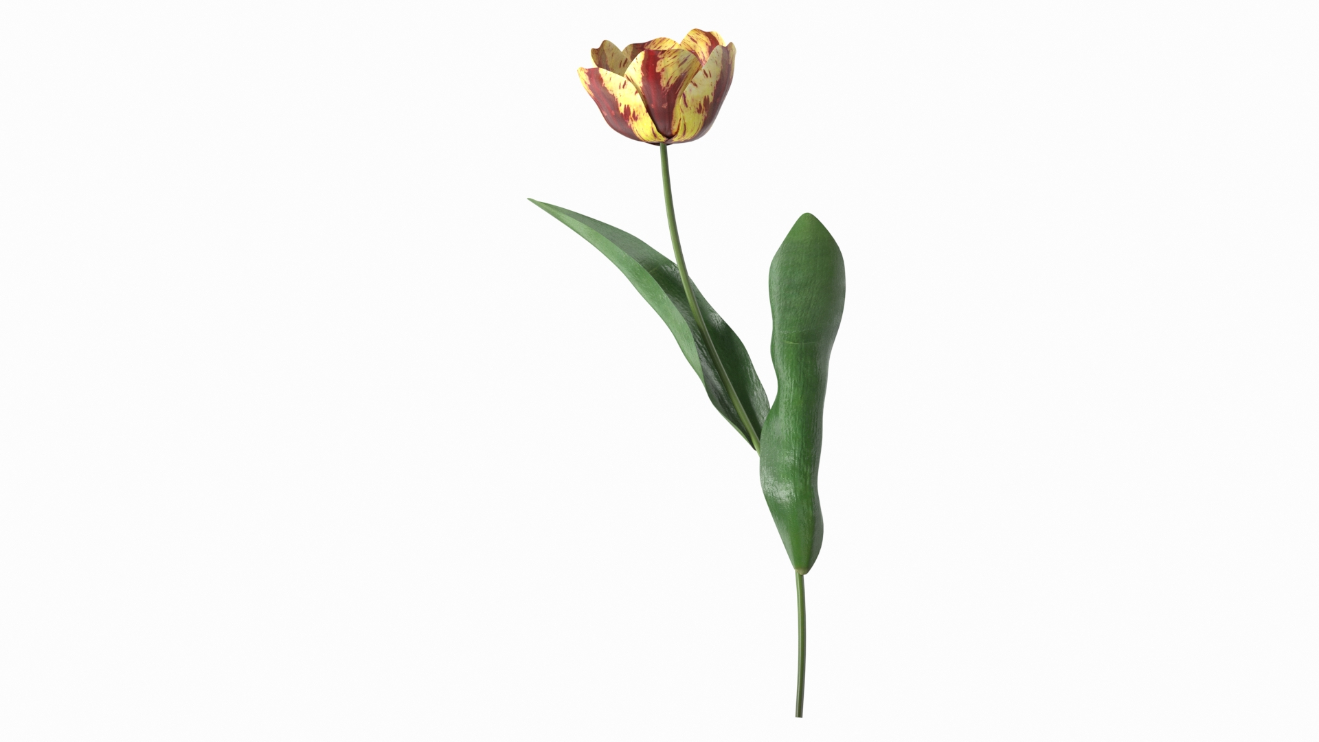 3D Blooming Banja Luka Tulip Flower - TurboSquid 2190257