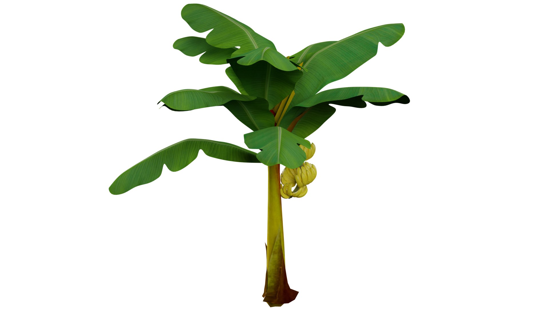 3D Banana Tree - TurboSquid 2232182