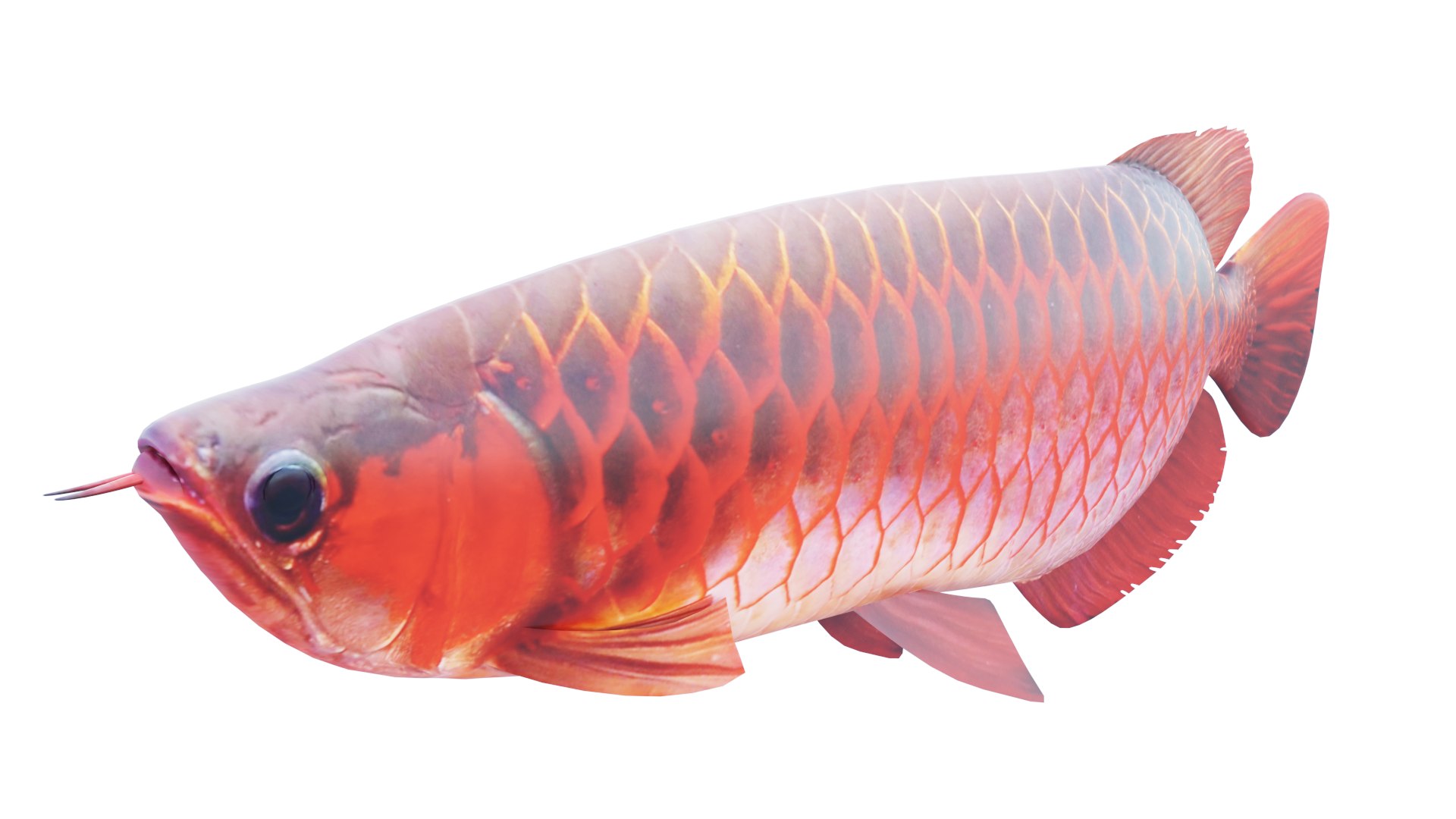 Red Dragon Fish 3D Model - TurboSquid 1854122