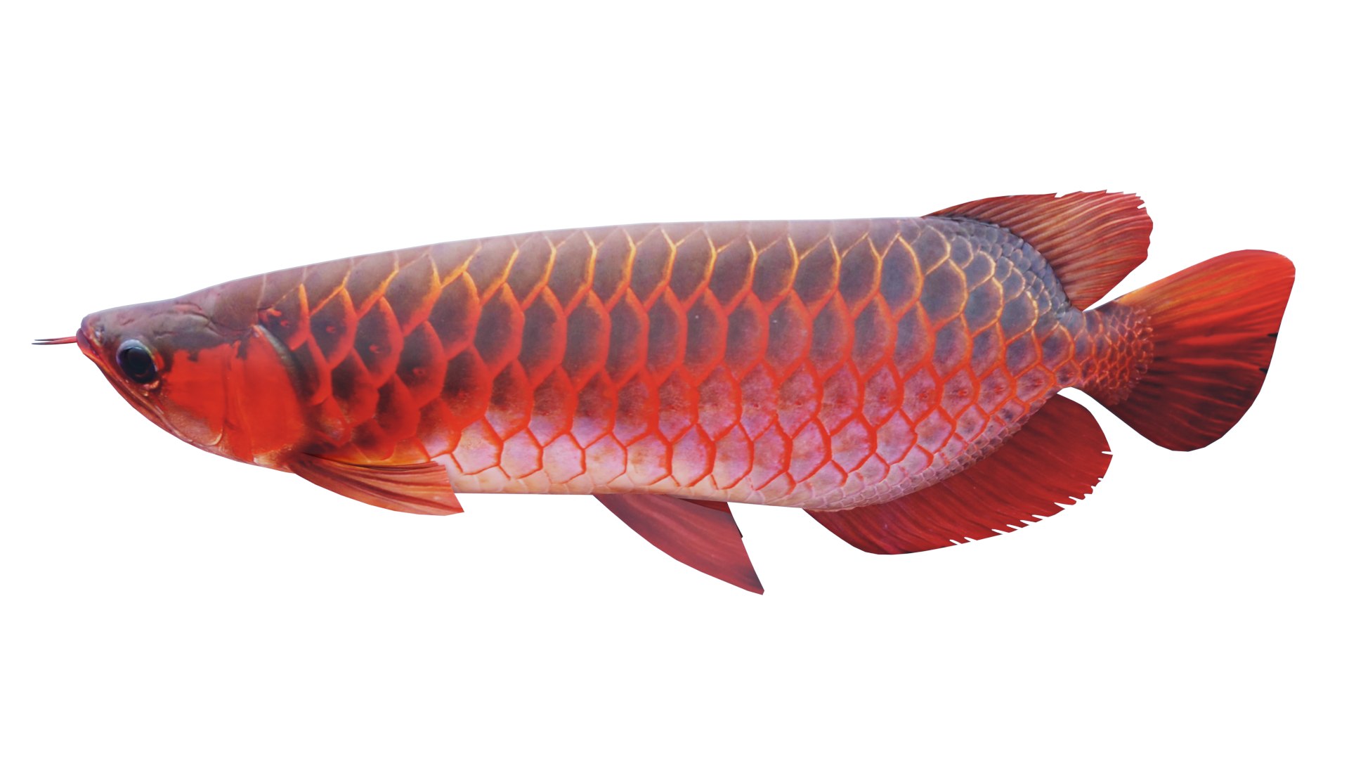 Red Dragon Fish 3D Model - TurboSquid 1854122