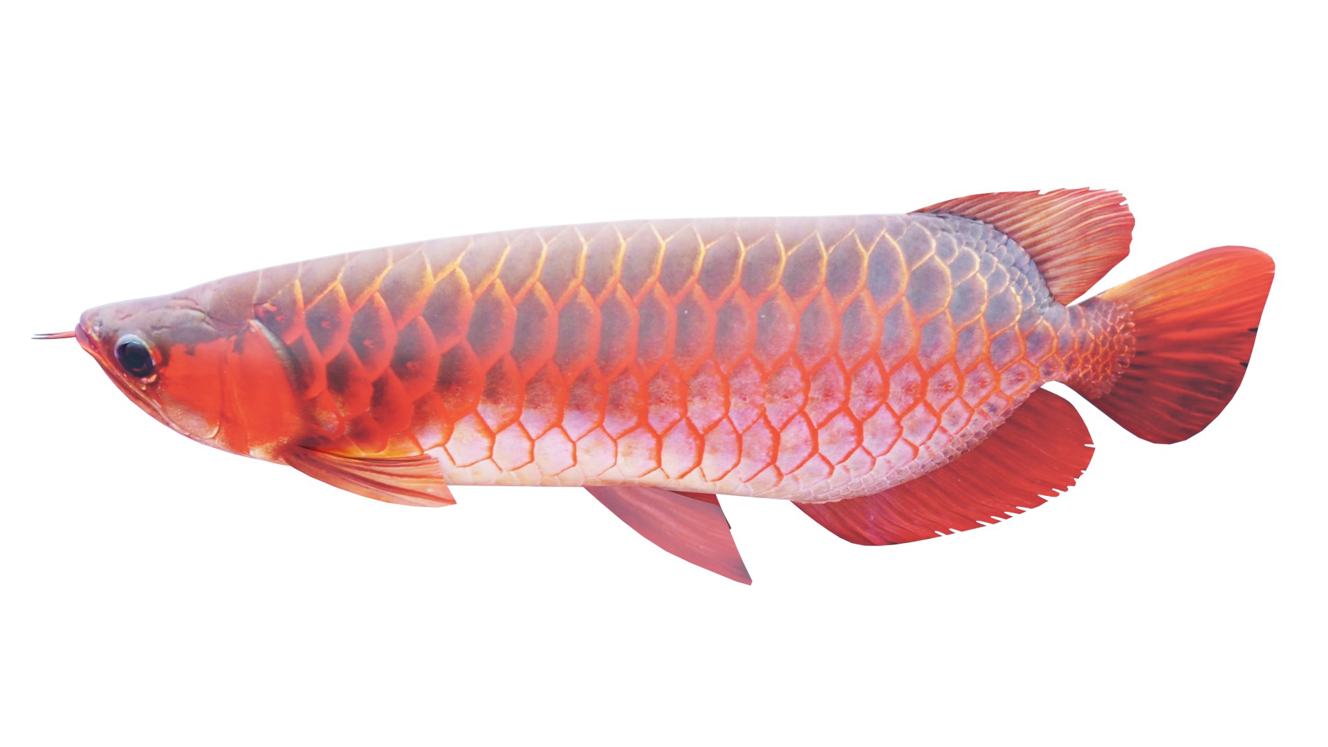 Red Dragon Fish 3D Model - TurboSquid 1854122