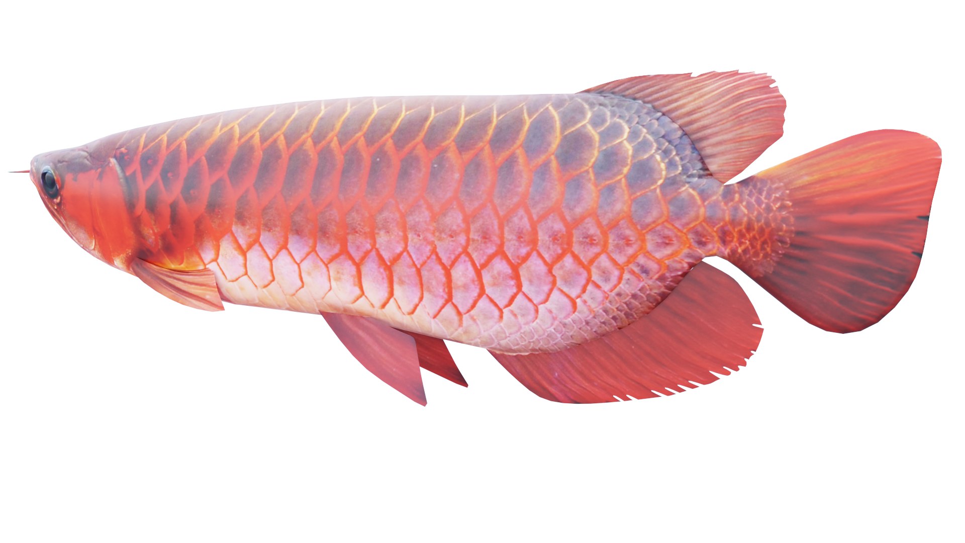 Red Dragon Fish 3D Model - TurboSquid 1854122