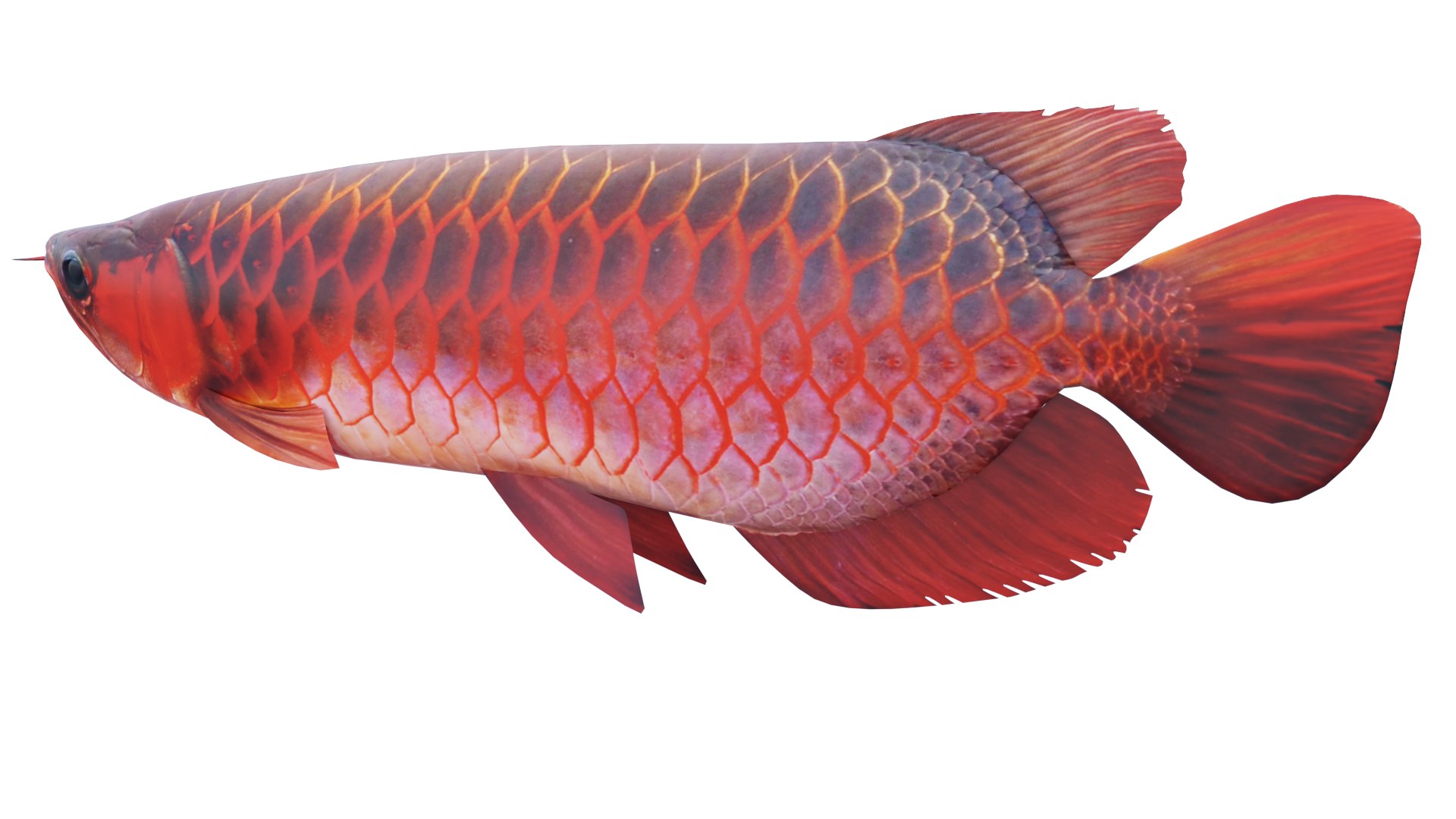 Red Dragon Fish 3D Model - TurboSquid 1854122