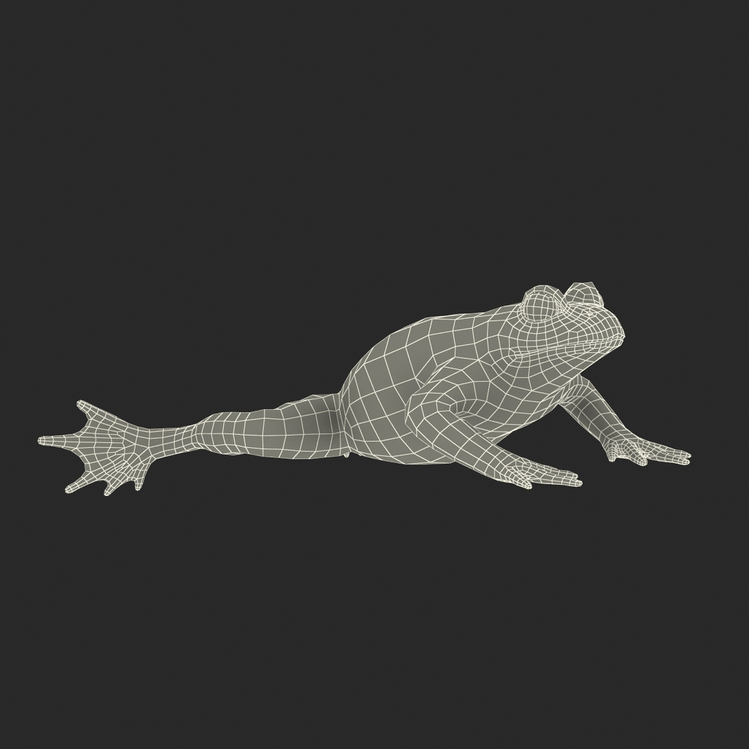 Toad Frog Rigged Max