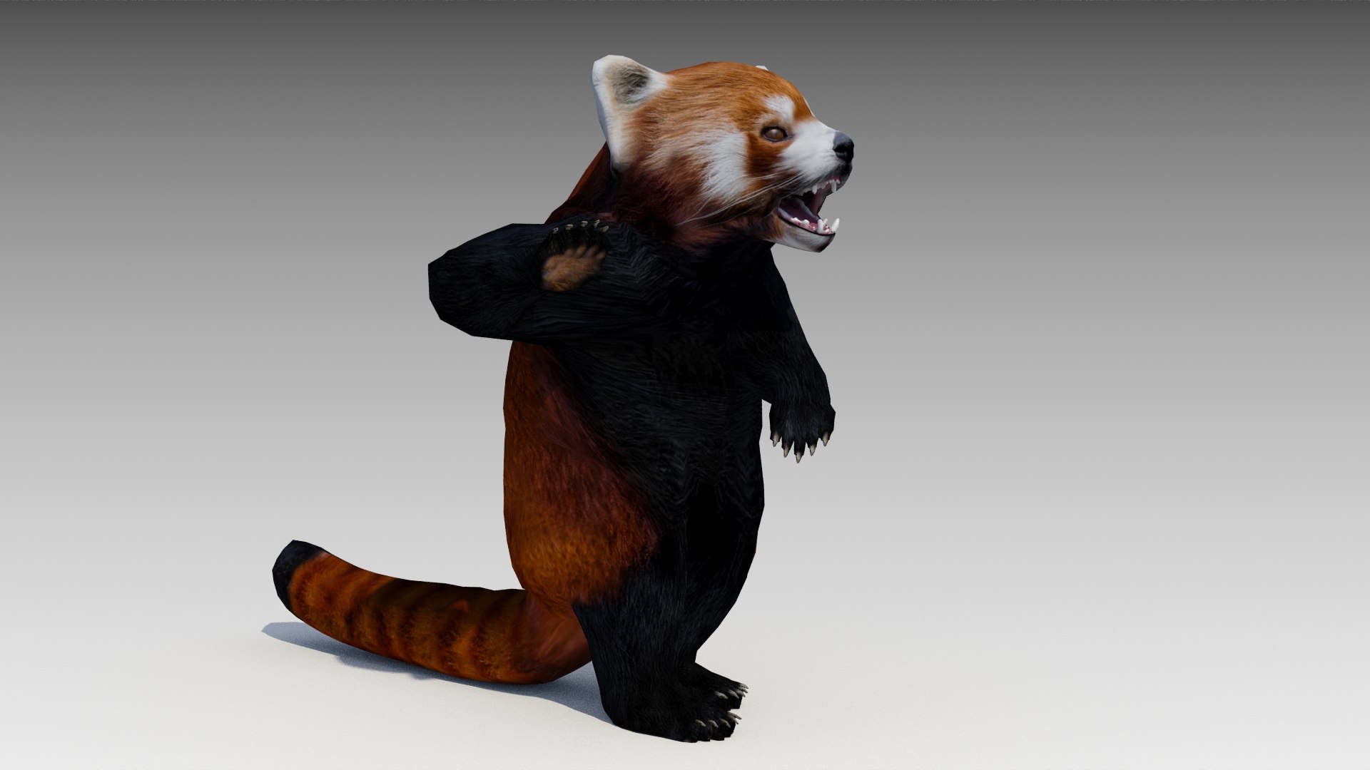 Red Panda Animations 3D Model - TurboSquid 1611946