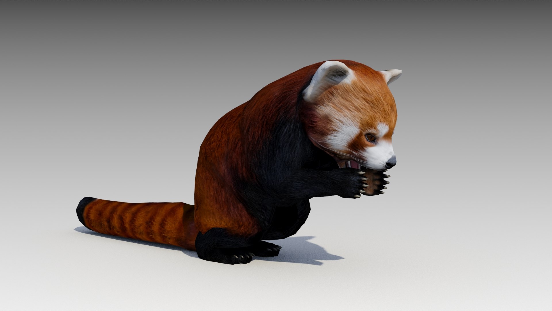 Red Panda Animations 3D Model - TurboSquid 1611946