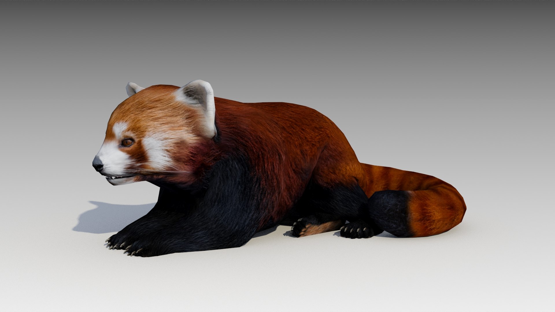 Red Panda Animations 3D Model - TurboSquid 1611946
