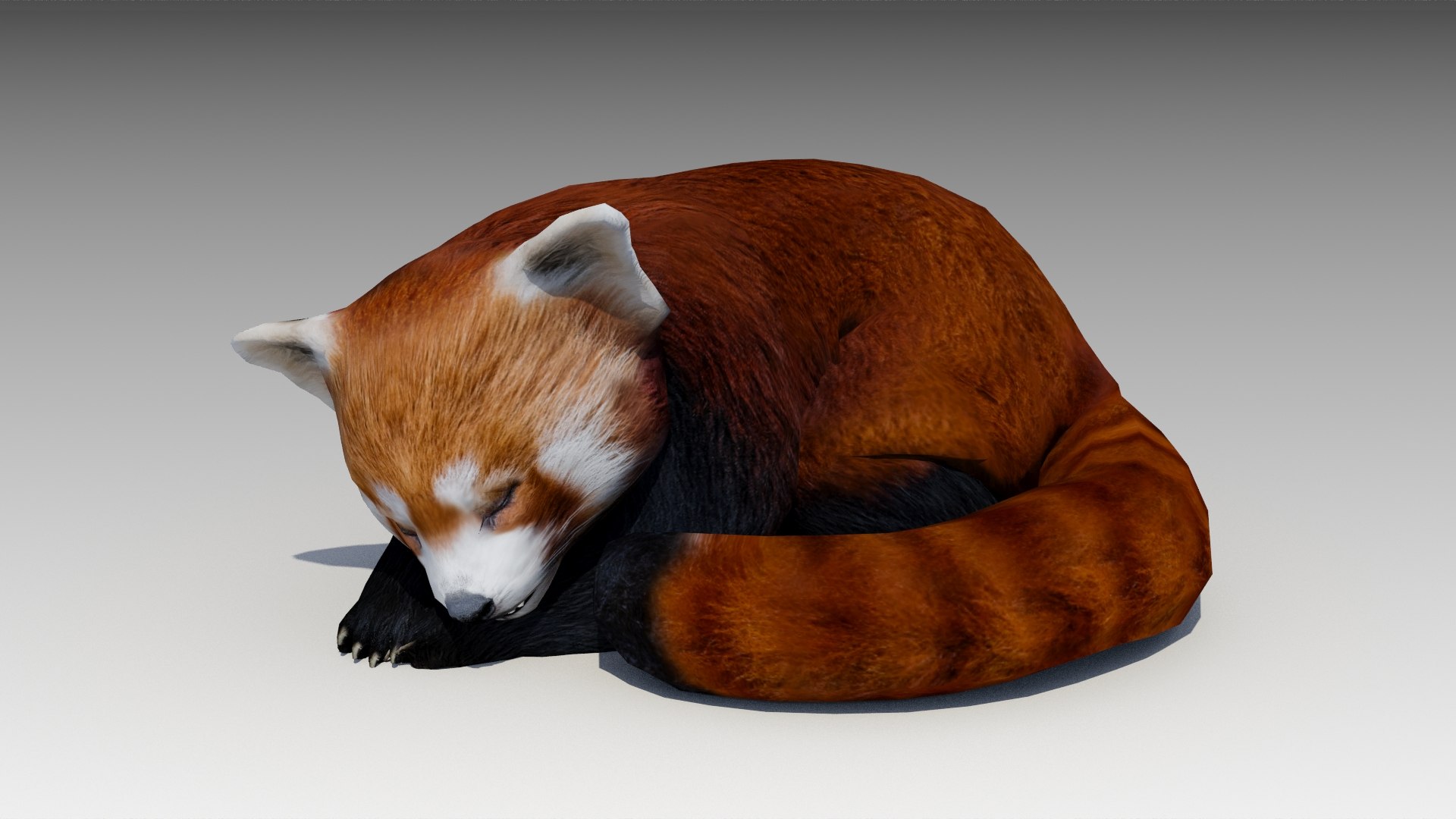 Red Panda Animations 3D Model - TurboSquid 1611946