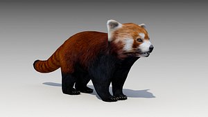3D Red Panda Models - Browse & Download Formats - TurboSquid