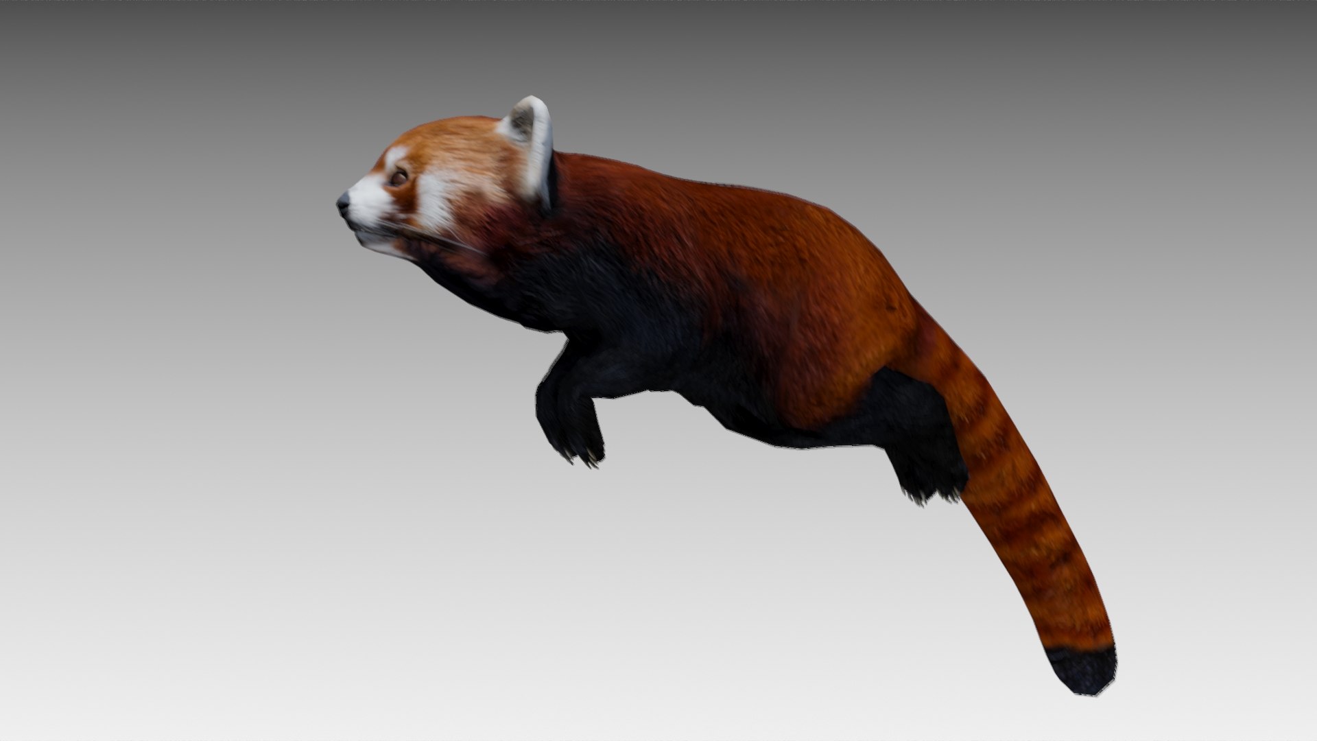 Red Panda Animations 3D Model - TurboSquid 1611946