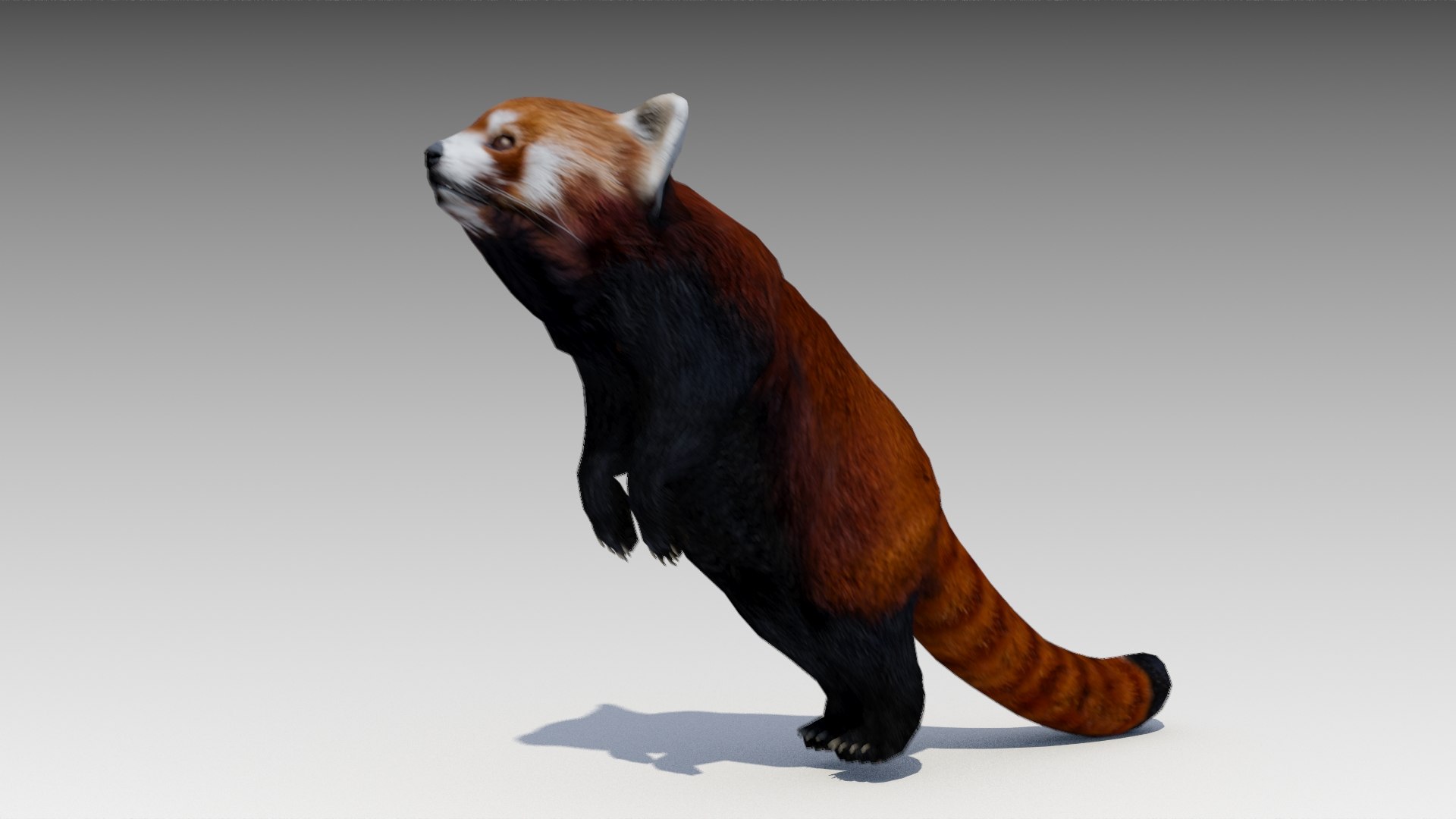 Red Panda Animations 3D Model - TurboSquid 1611946