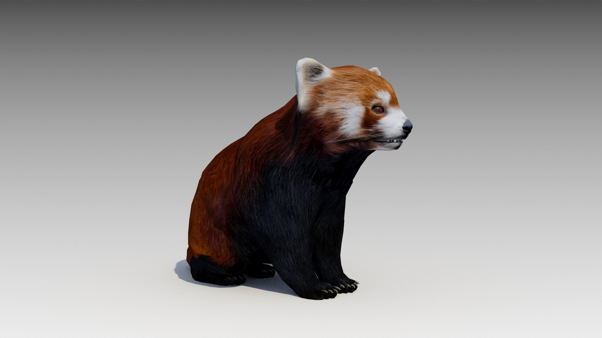 Red Panda Animations 3D Model - TurboSquid 1611946