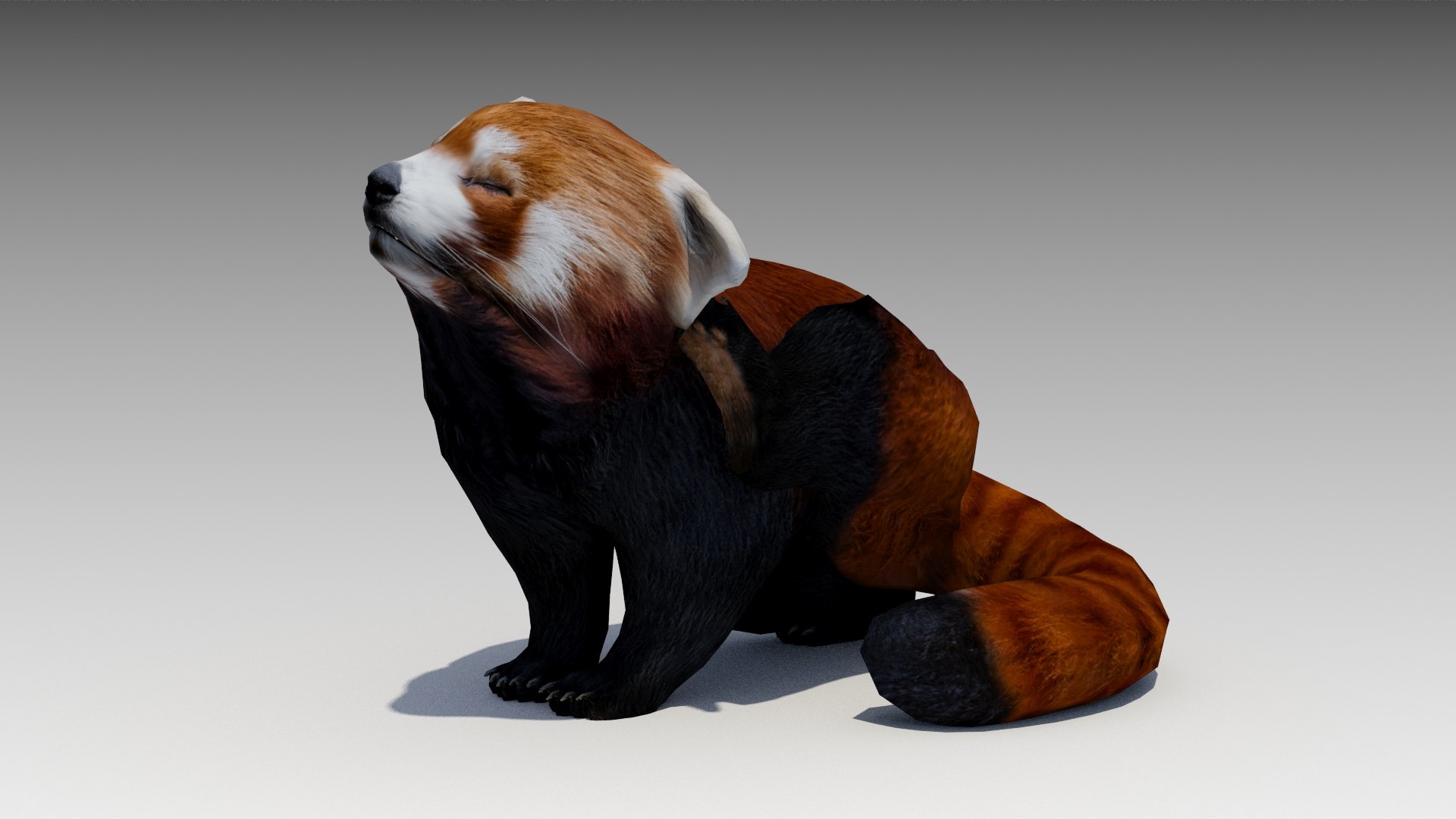 Red Panda Animations 3D Model - TurboSquid 1611946