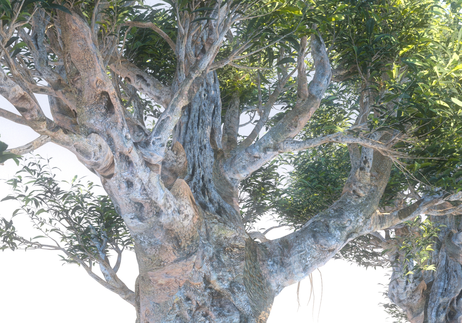 Olive Trees 3D Model - TurboSquid 1644900