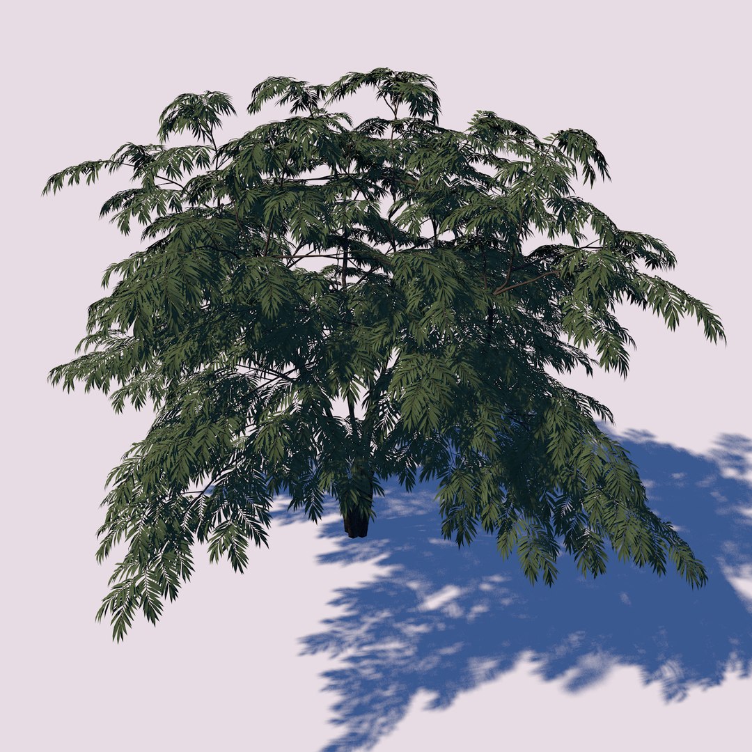 3D Aralia Tree Model - TurboSquid 1282169