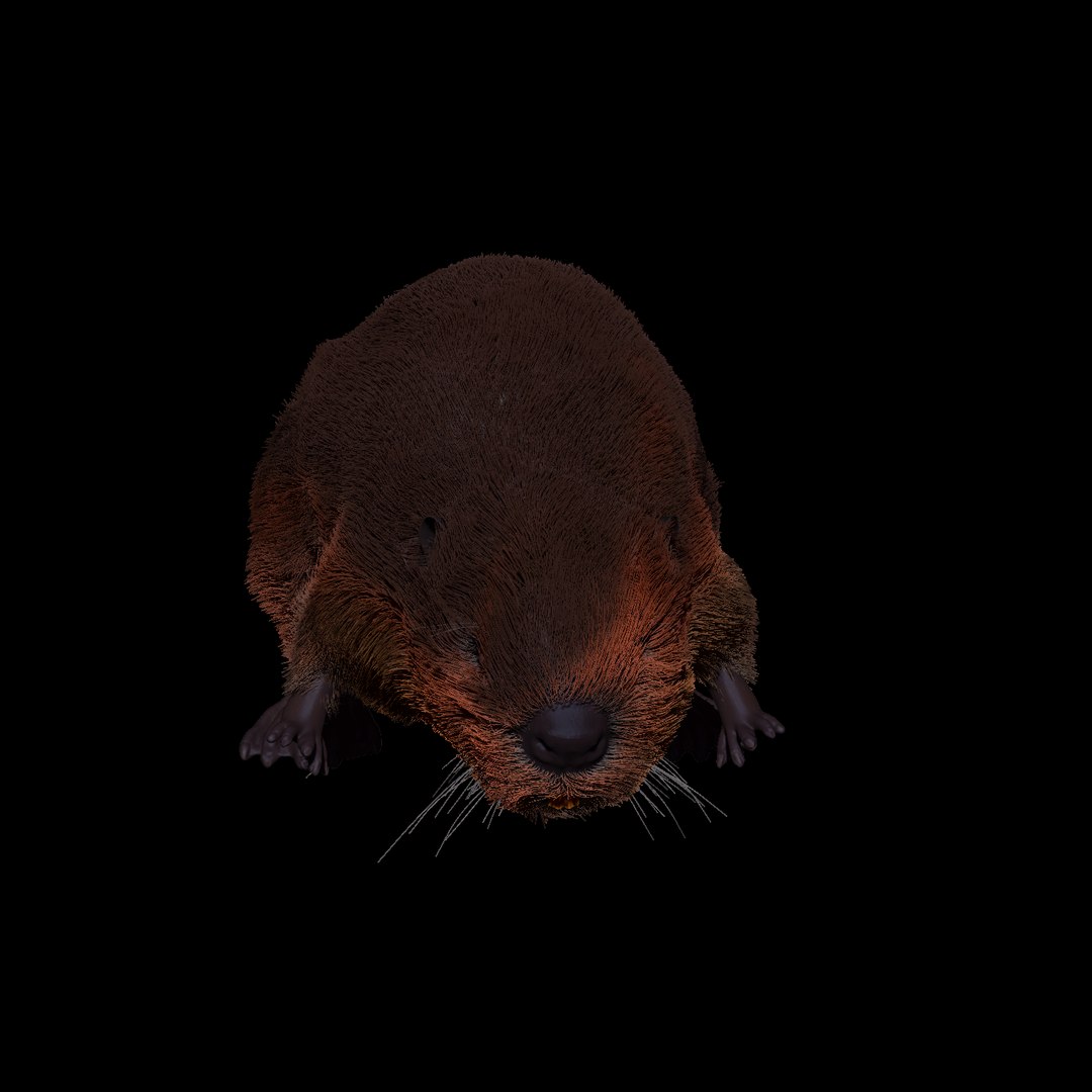 Beaver 3D - TurboSquid 1550722