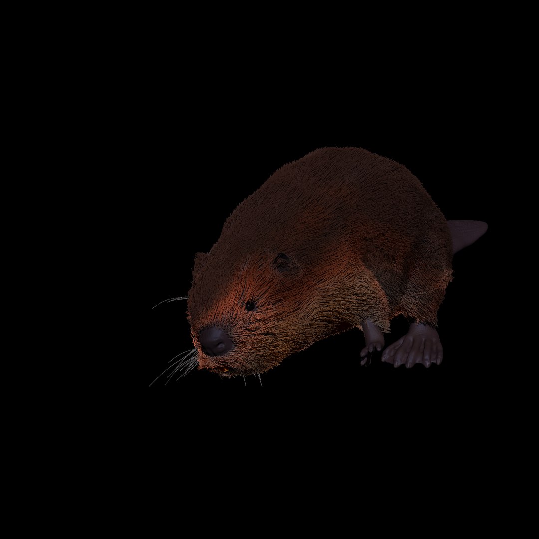 Beaver 3D - TurboSquid 1550722
