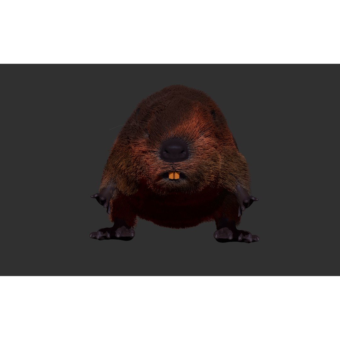 Beaver 3D - TurboSquid 1550722