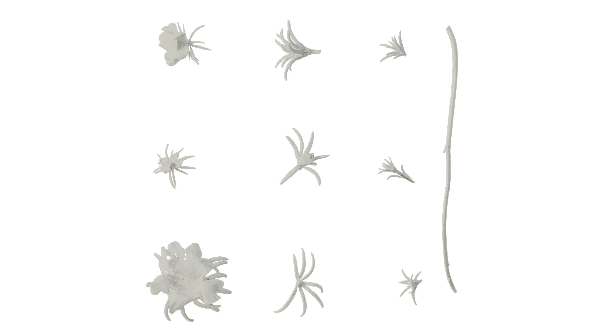 3D Anydrafts Portulaca Grandiflora Atlas 15 Textures - TurboSquid 2358184