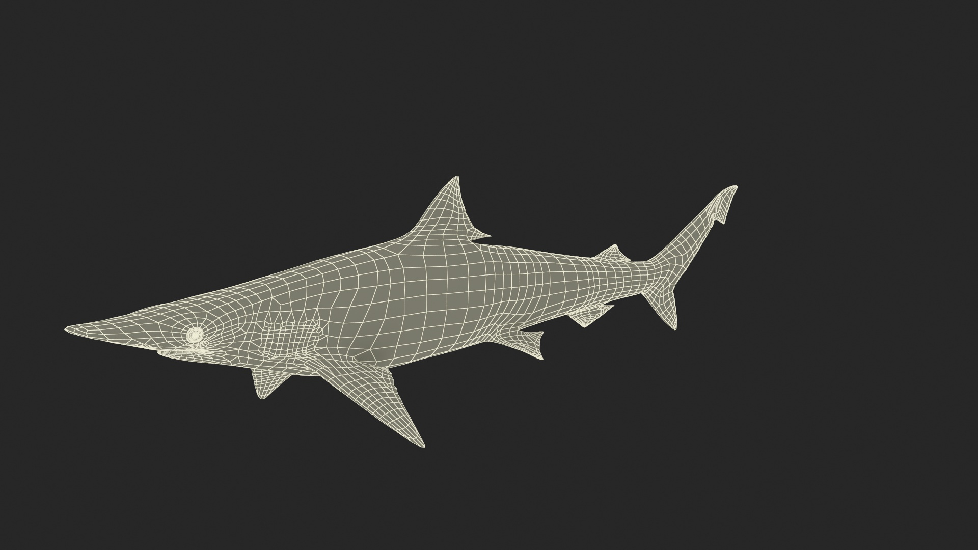 3D Realistic Spadenose Shark Rigged For Maya - TurboSquid 2429134